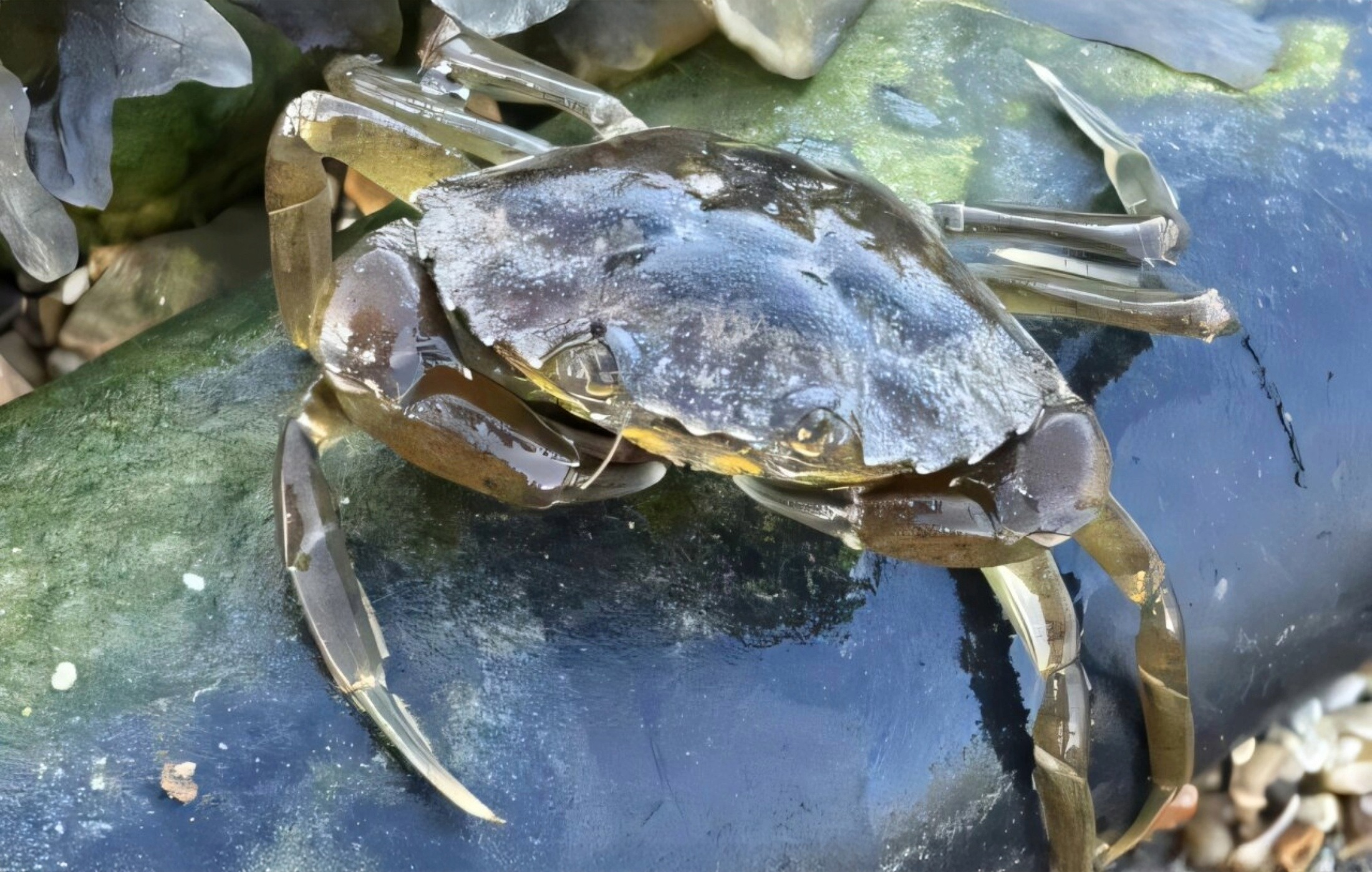 Crab migration is disrupted by offshore wind farm cables - Earth.com