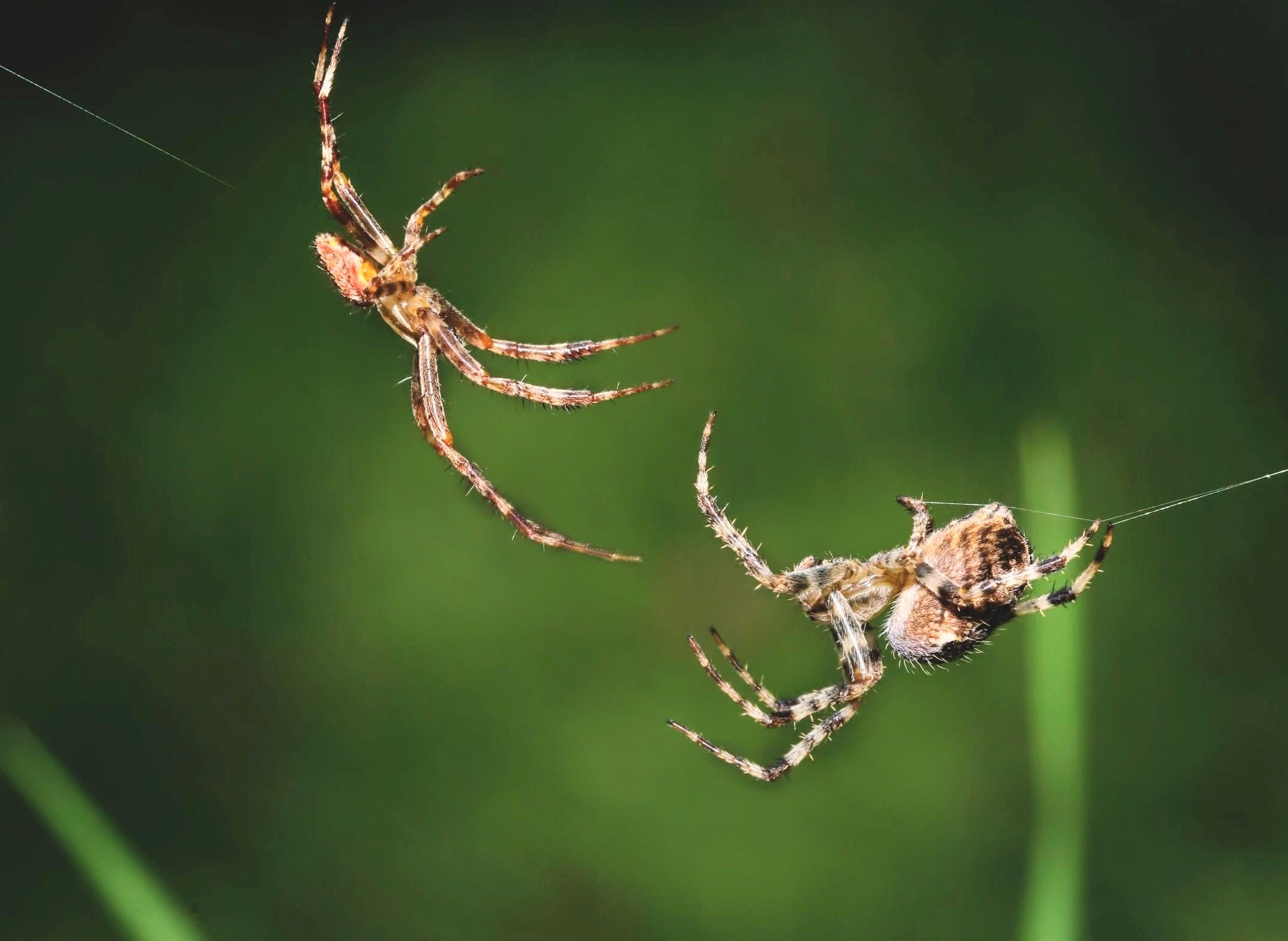 Spider teamwork sparks surprising brain changes - Earth.com