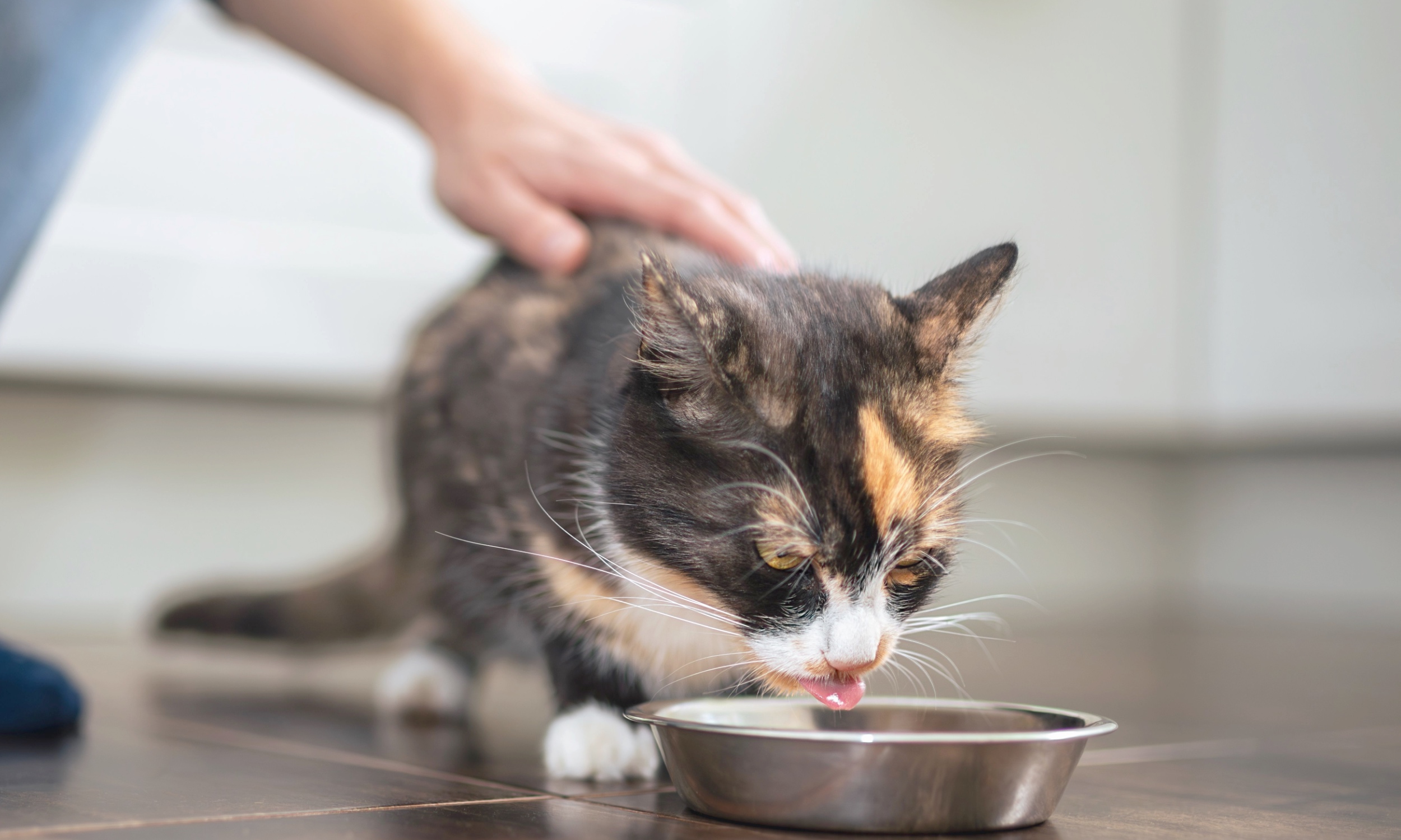 Raw cat food contains toxic bacteria that can make humans sick - Earth.com