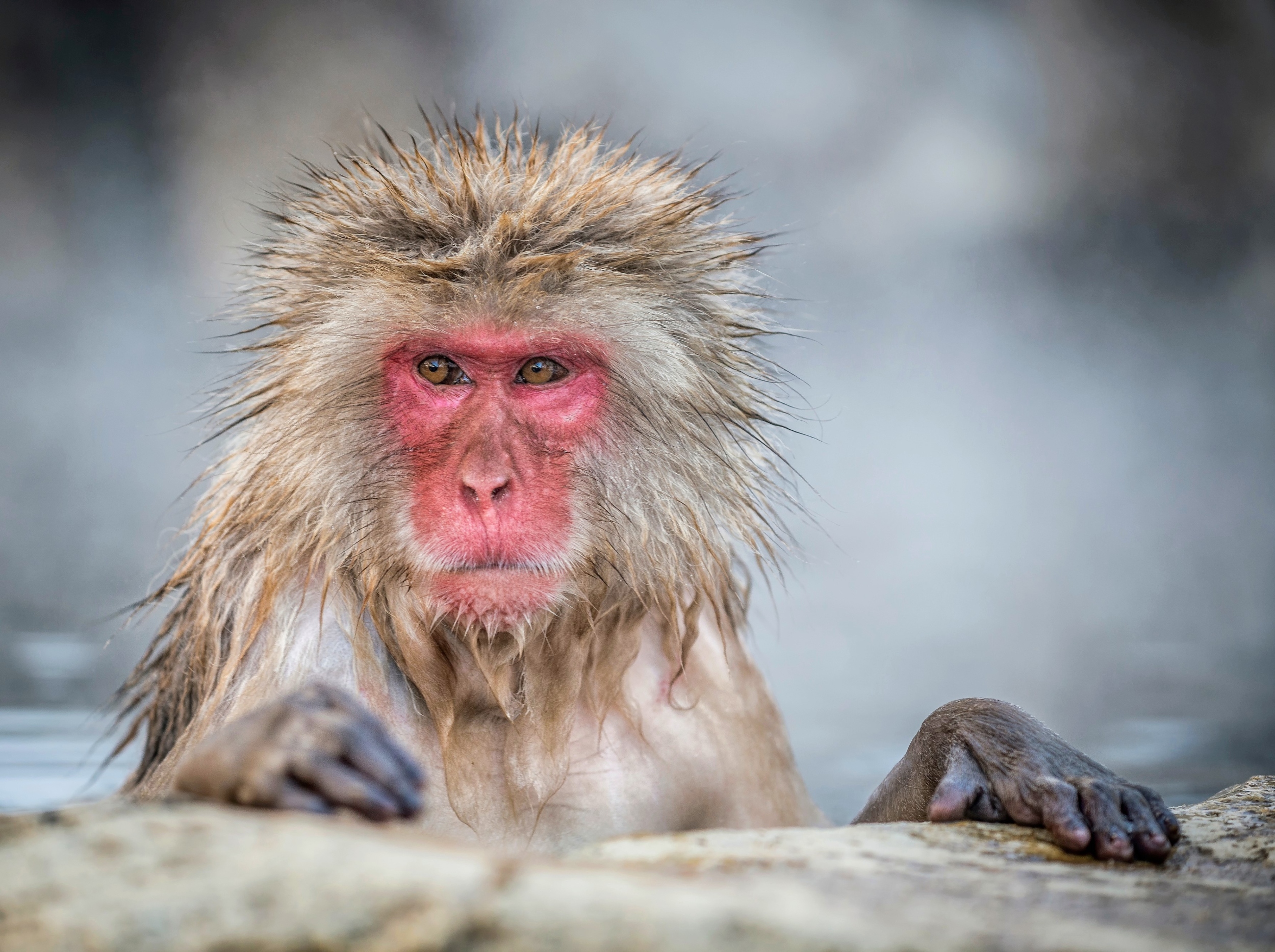 Gut microbes help snow monkeys survive the harsh winter - Earth.com