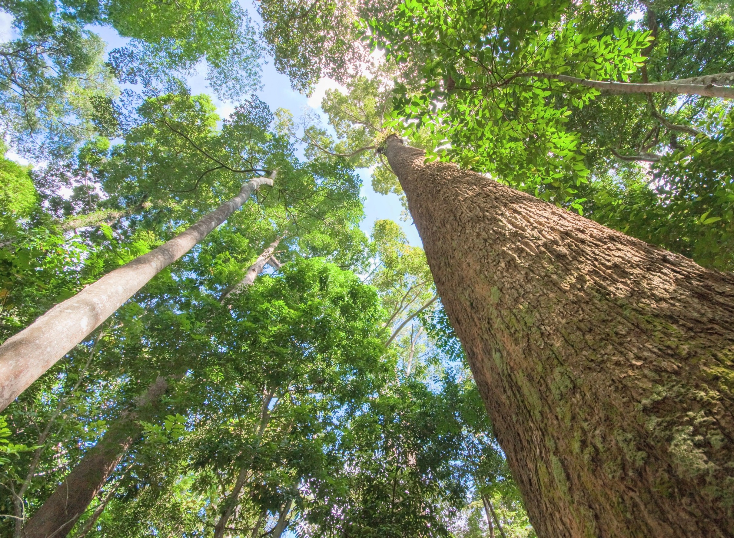 Carbon is driving unexpected growth in Amazon’s giant trees - Earth.com