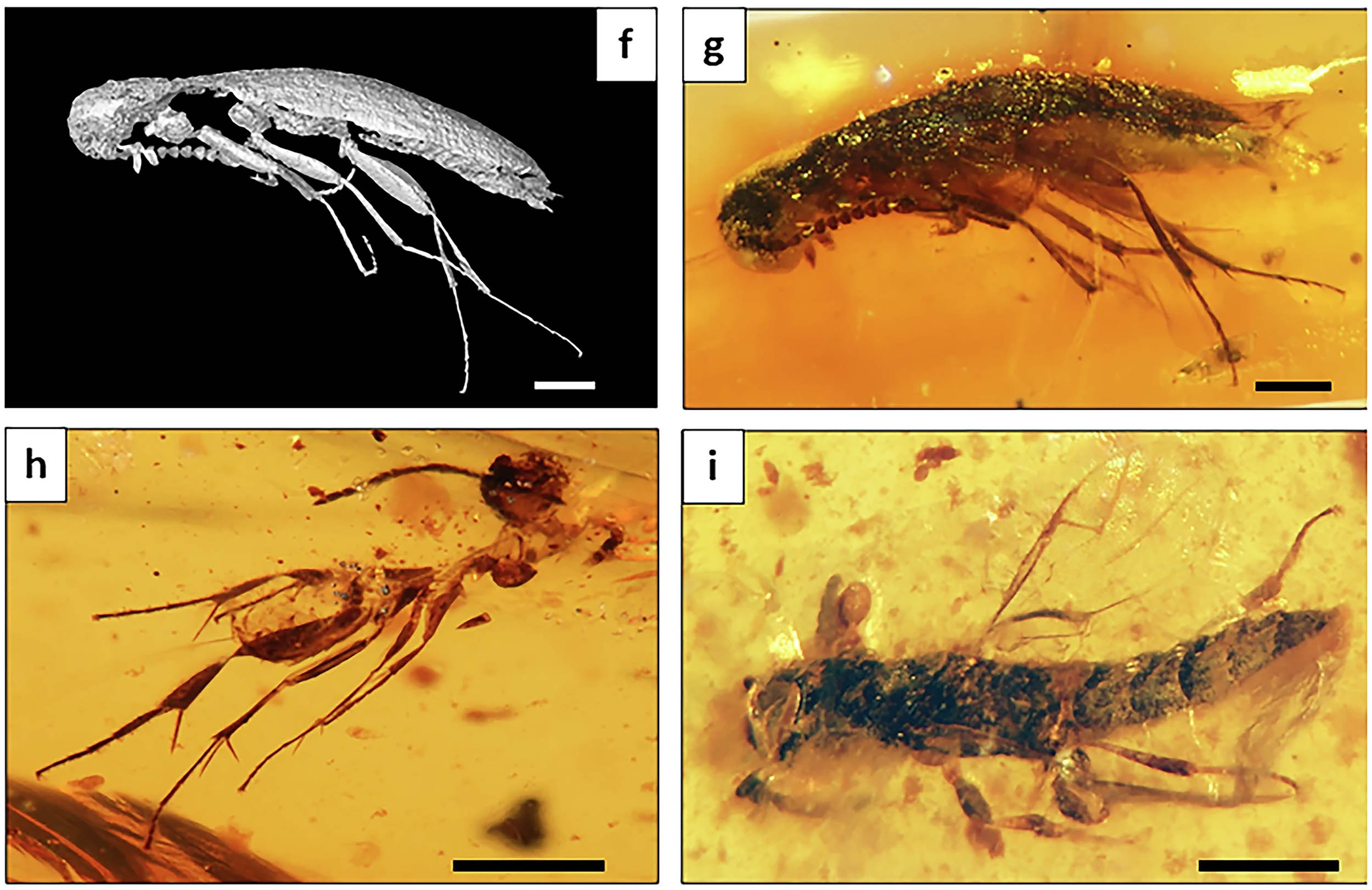 Insects and spider webs found locked in amber for 112 million years ...