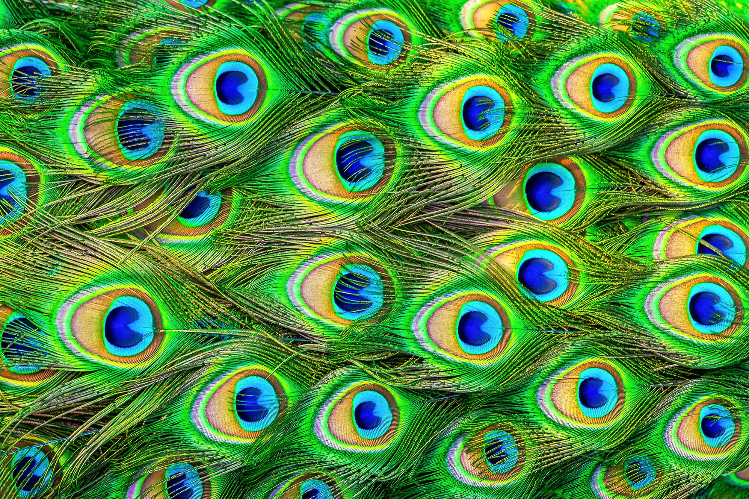 Peacock feathers can be lasers, a first in the animal kingdom - Earth.com
