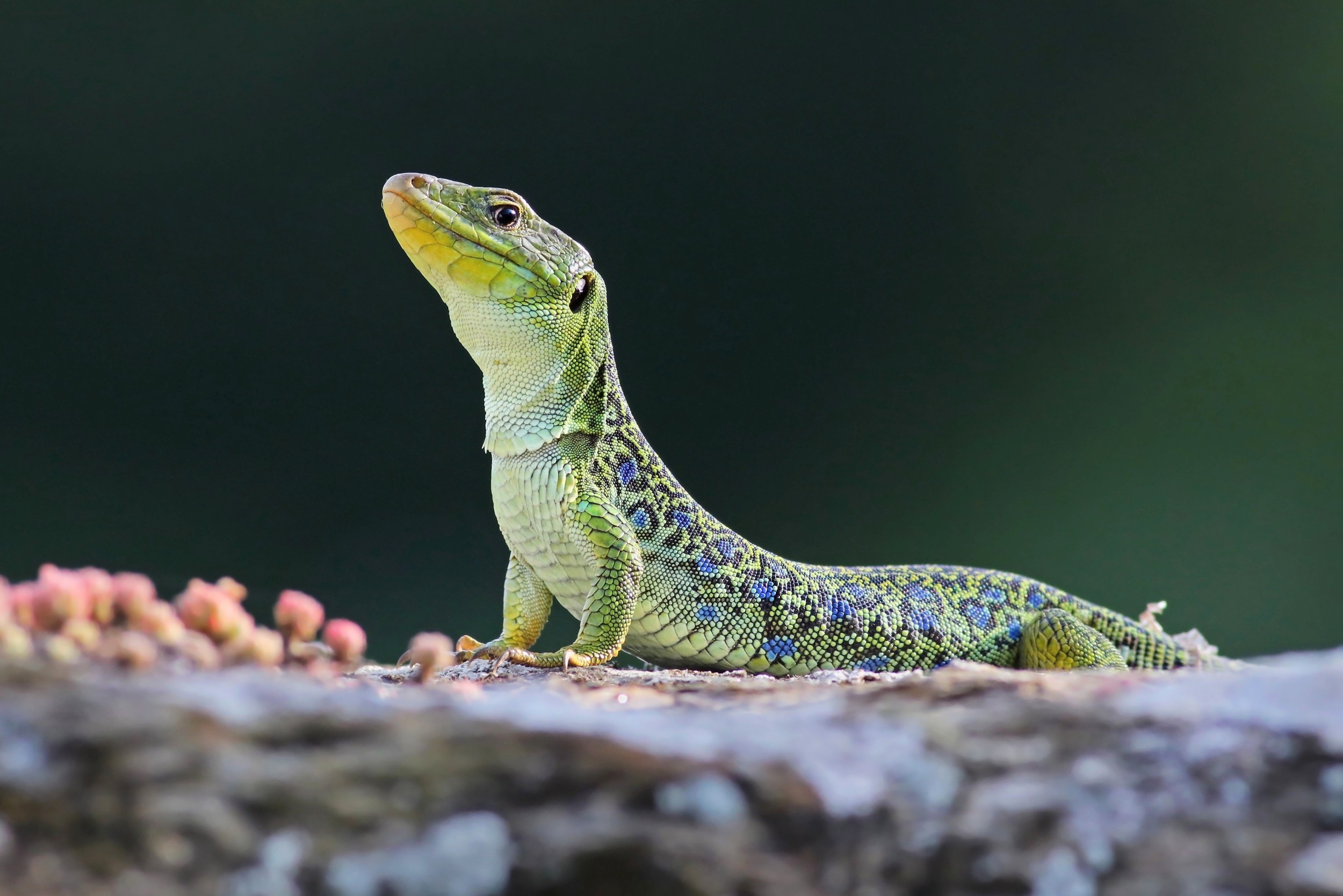 City life makes lizards more social and friendly - Earth.com