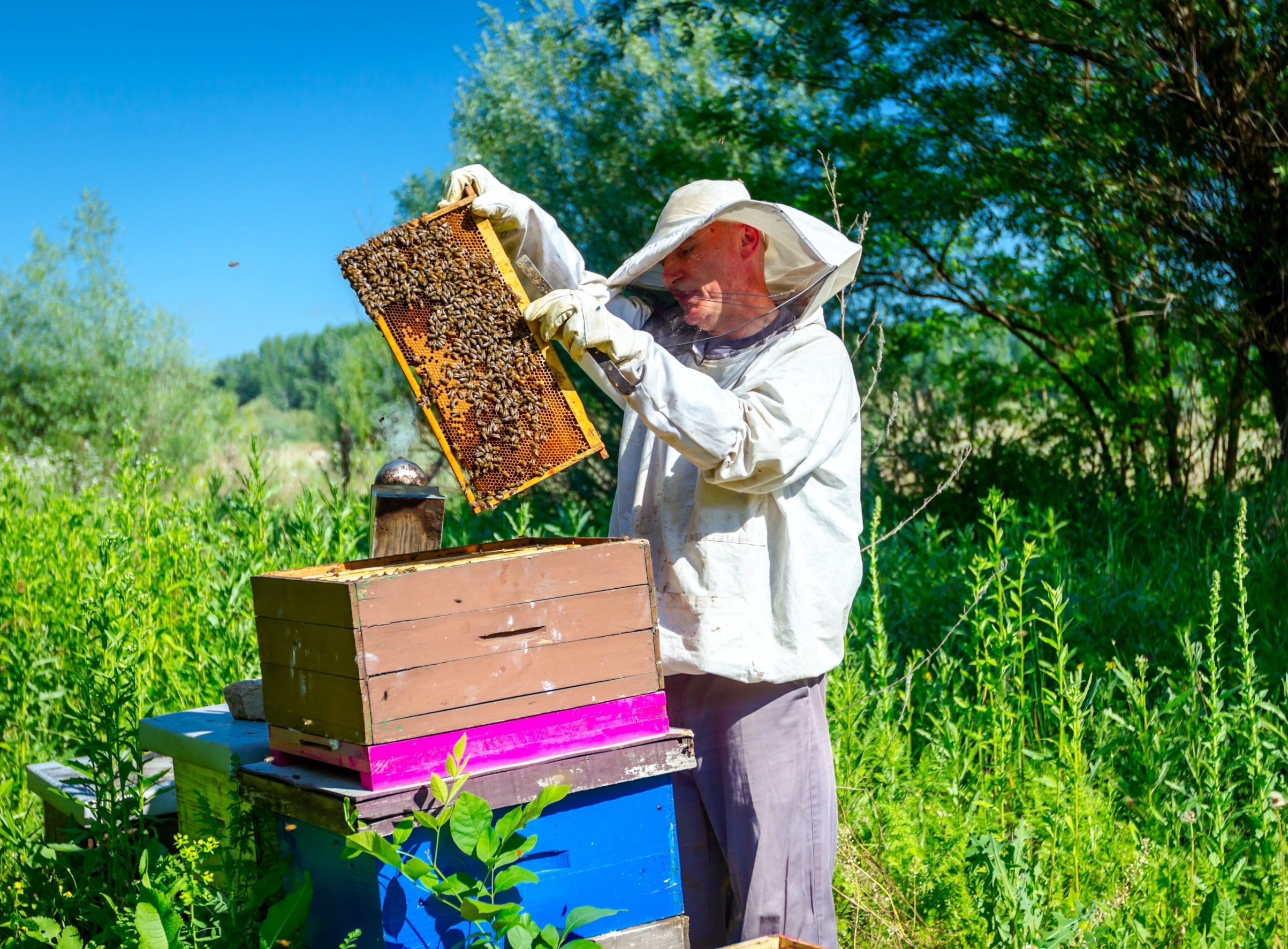 Organic beekeeping is healthier for bees - and their keepers - Earth.com