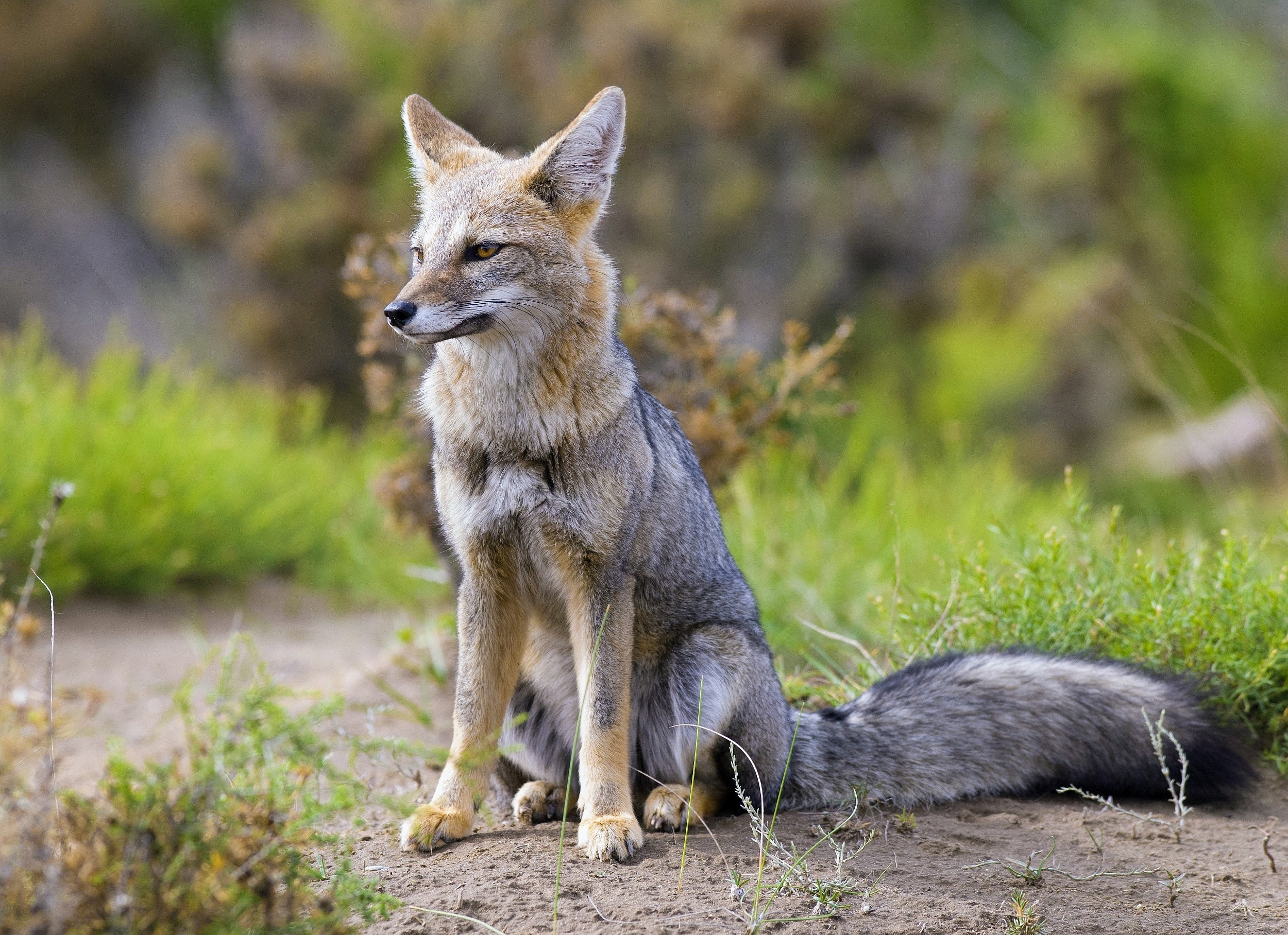 Vulnerable species can’t be saved without precise DNA maps - Earth.com