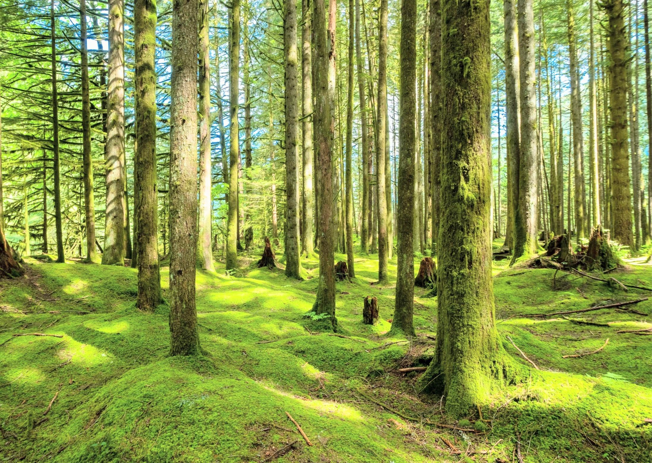 Mosses are powerful carbon fighters on the forest floor - Earth.com