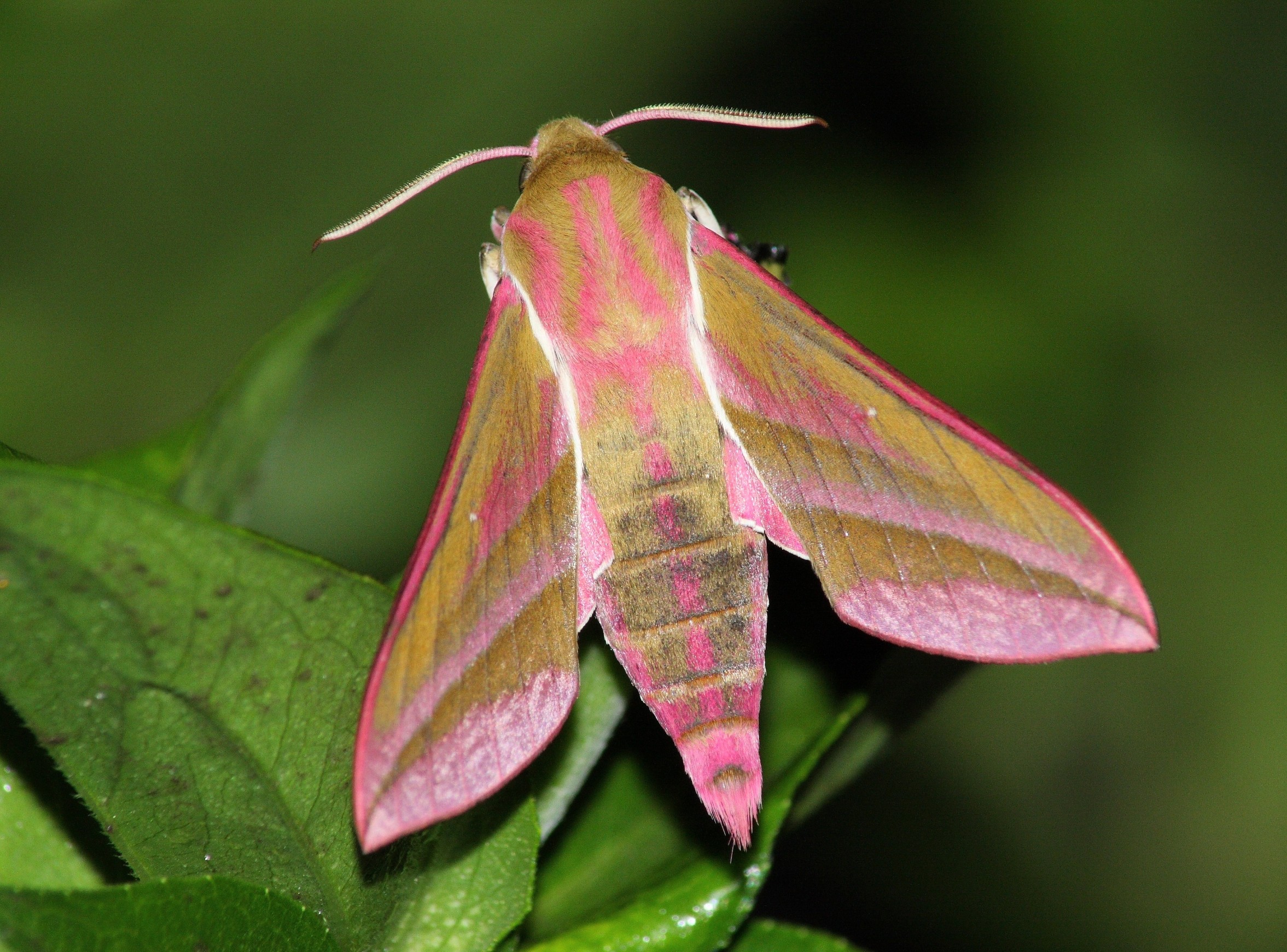 Bright colors can work better than camouflage to evade predators ...