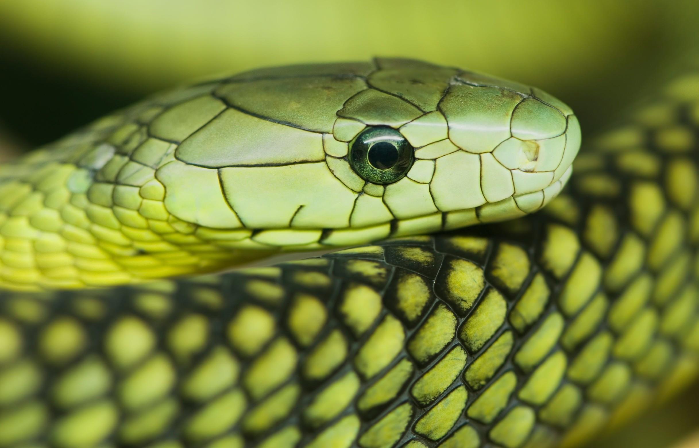Mamba venom hides a deadly second attack - Earth.com