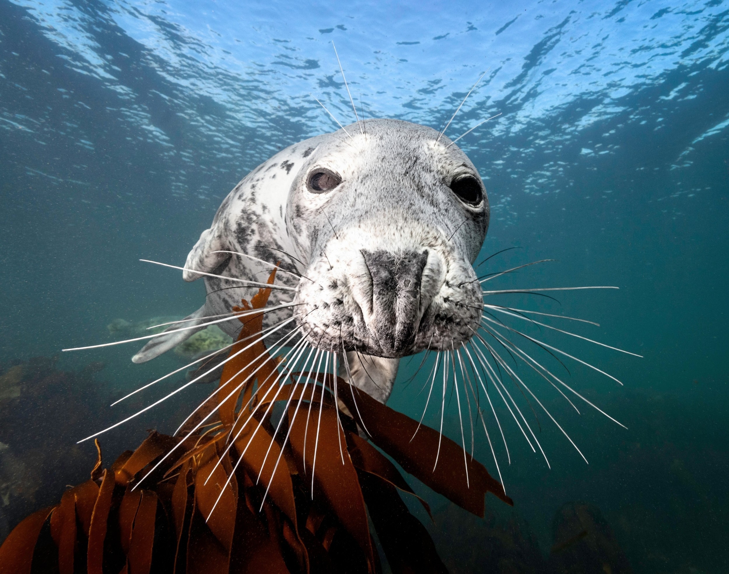 How seals use their whiskers to outsmart escaping fish - Earth.com