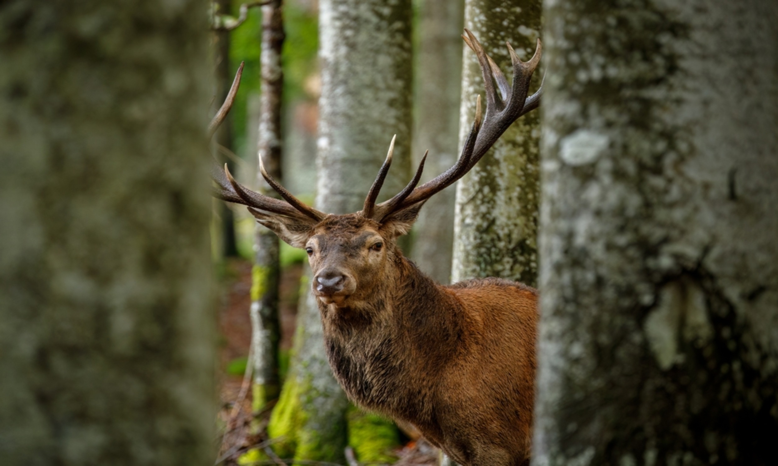 Scientists challenge wildlife conservation methods - Earth.com