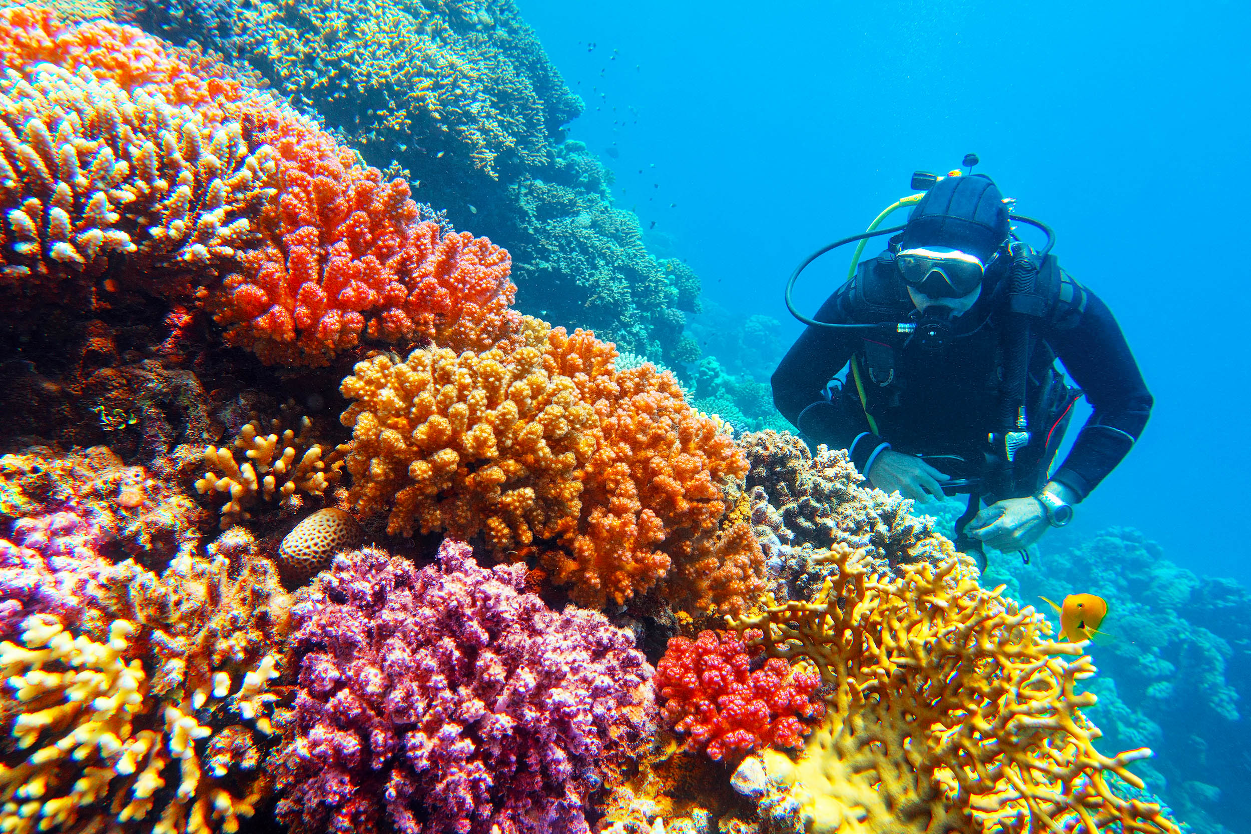 Corals fine-tune their chemistry to survive in today's acidic seas ...