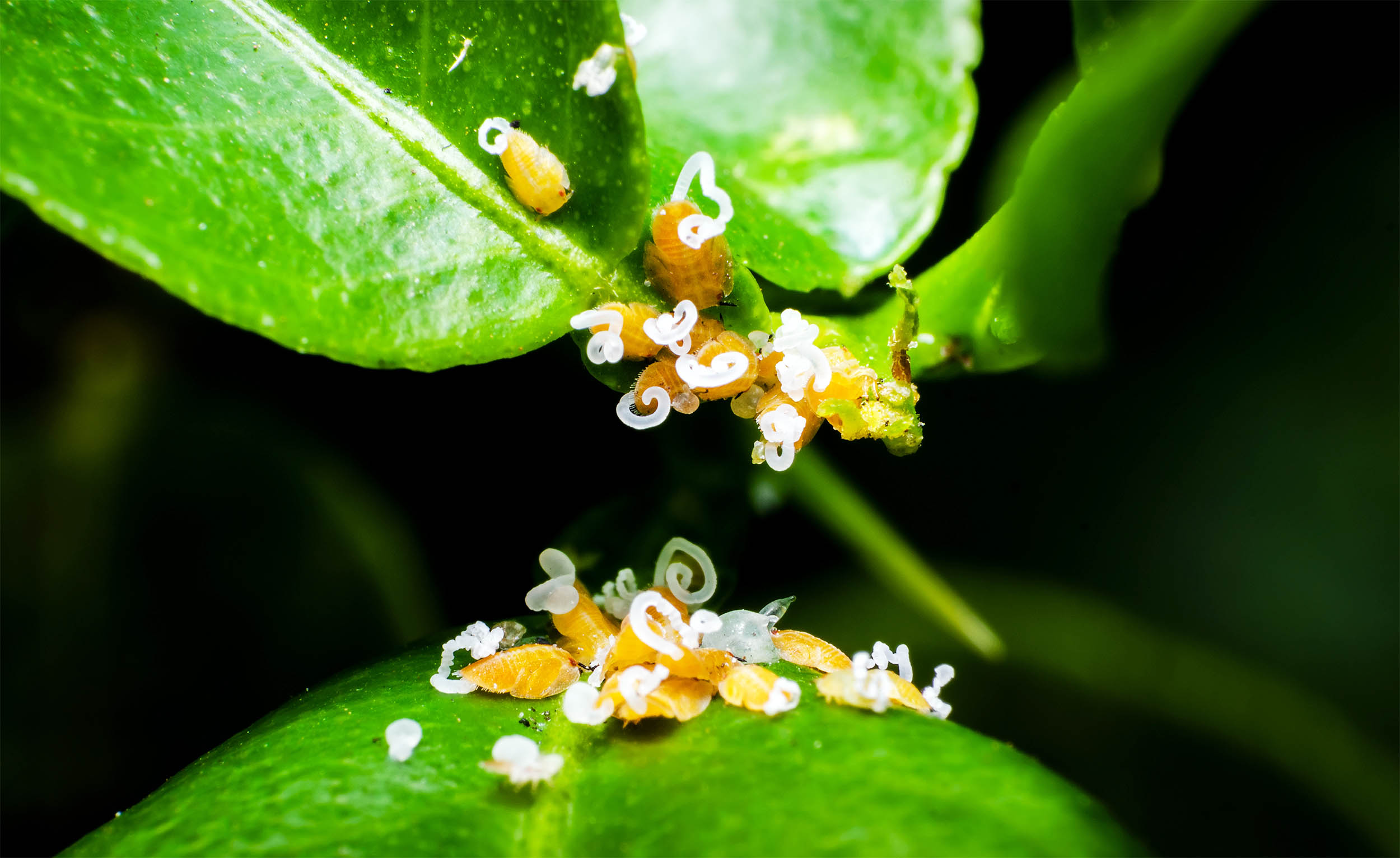 Never-before-seen structure discovered inside a living organism - Earth.com