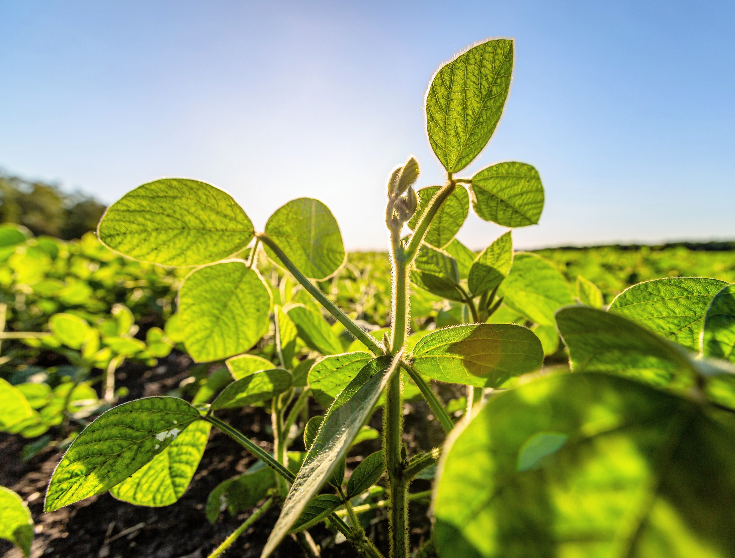 Bean plants have an ancient trick that could transform farming - Earth.com