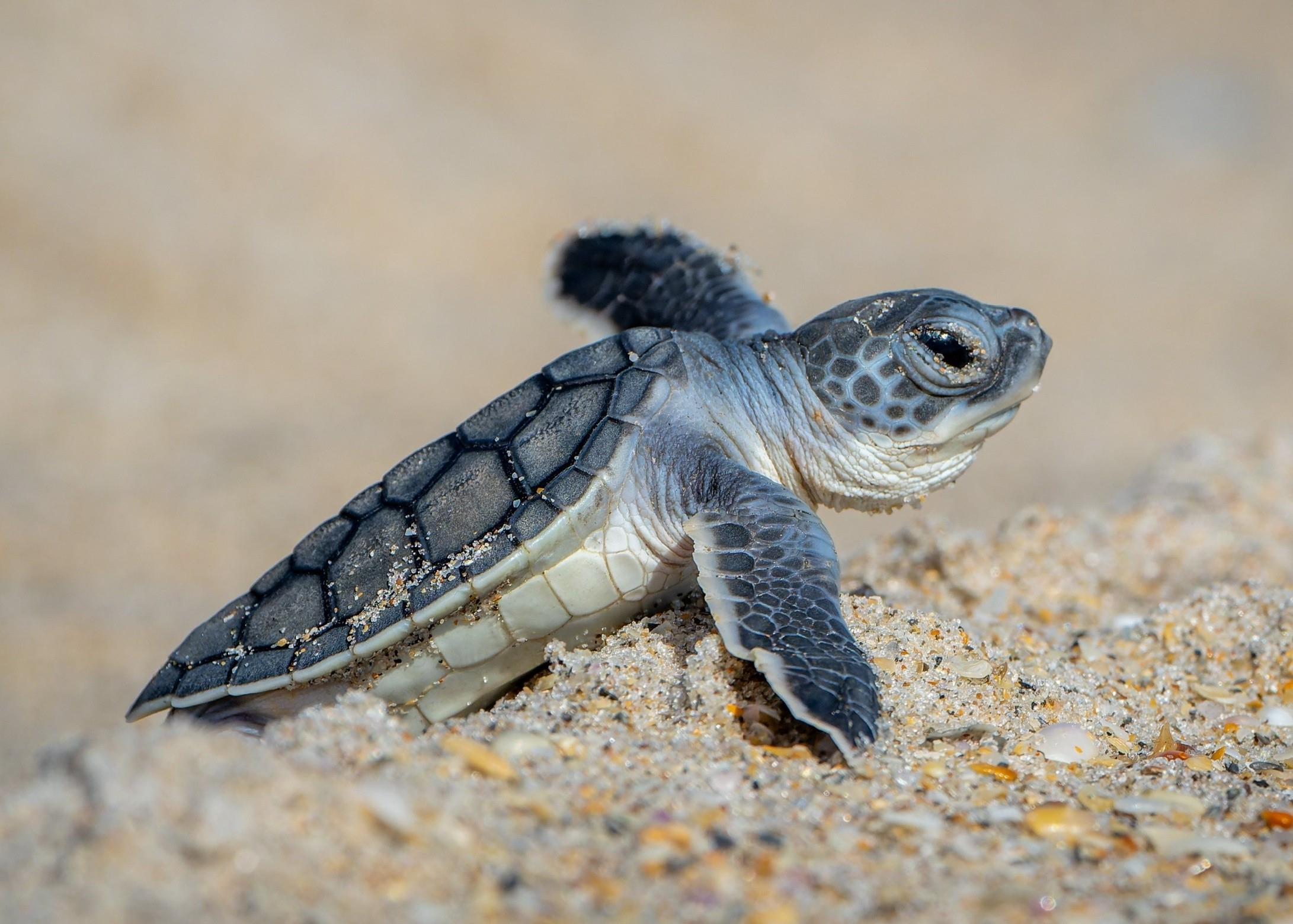 Sea turtle hatchling bodies struggle in hotter sands - Earth.com
