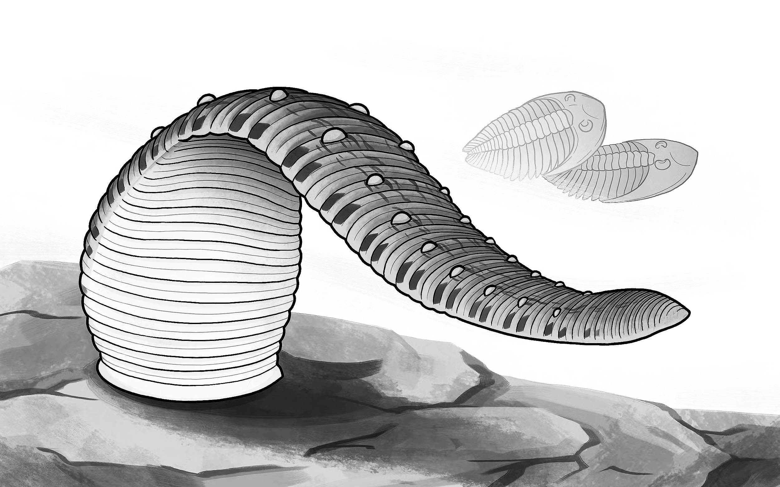 Fossil discovery shows the first leeches were not blood suckers - Earth.com