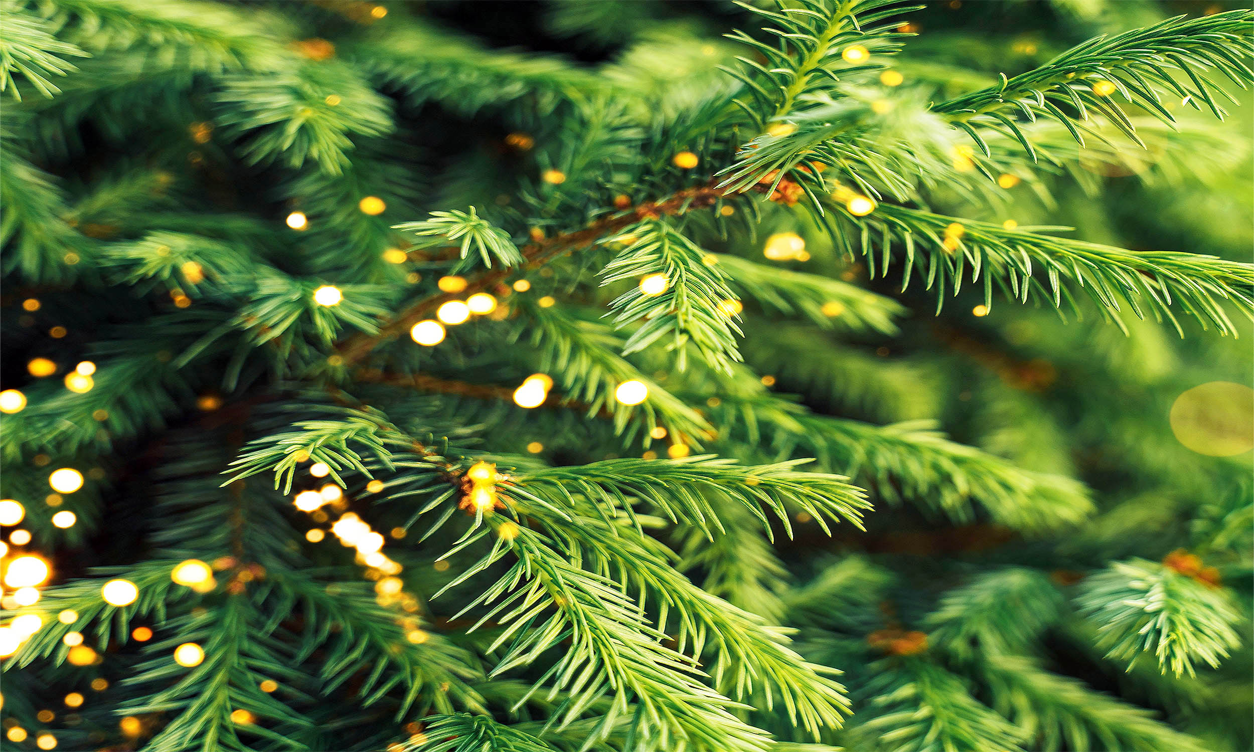 Scientists find gold growing inside Christmas tree needles - Earth.com
