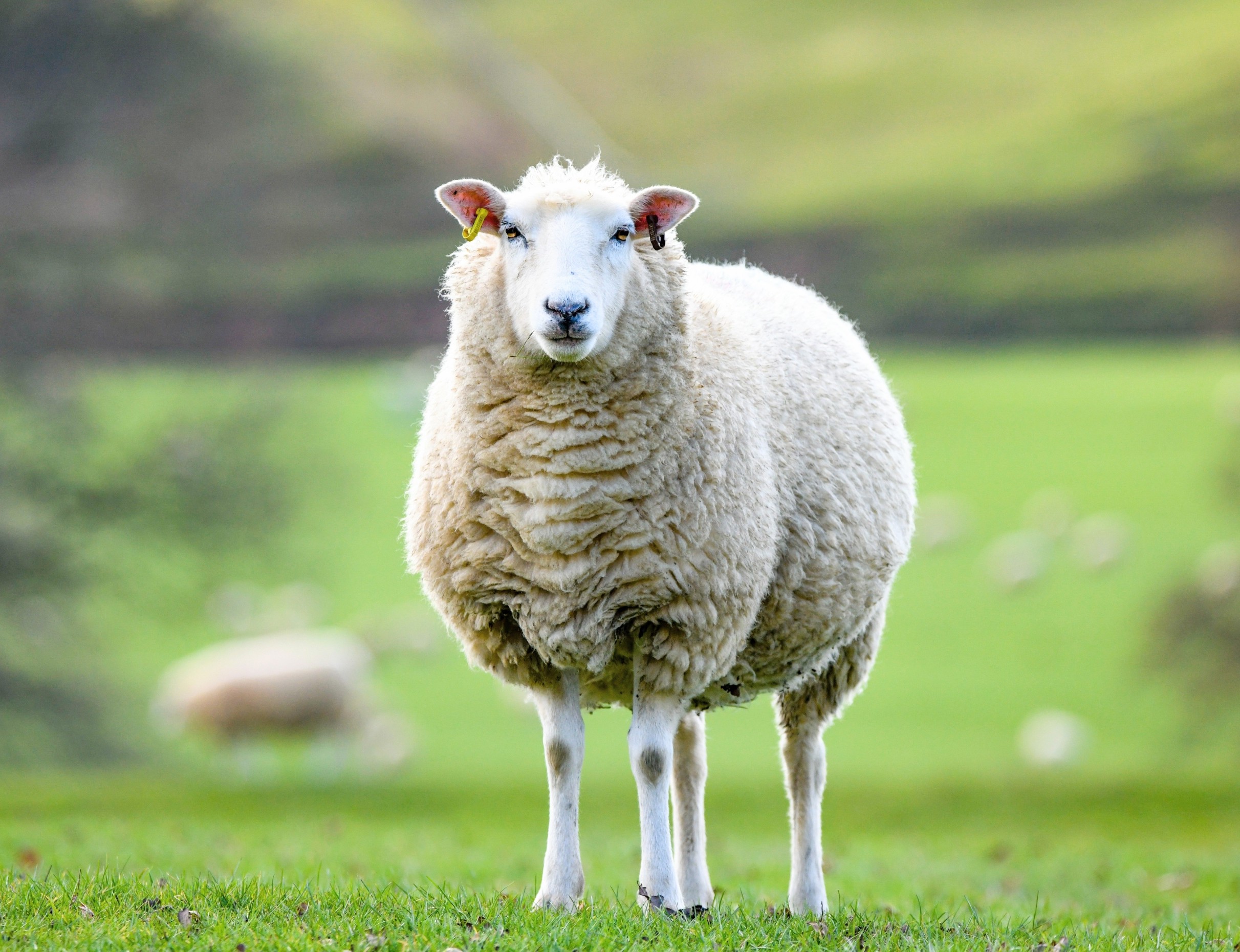 Farm animals may struggle to survive future heatwaves - Earth.com