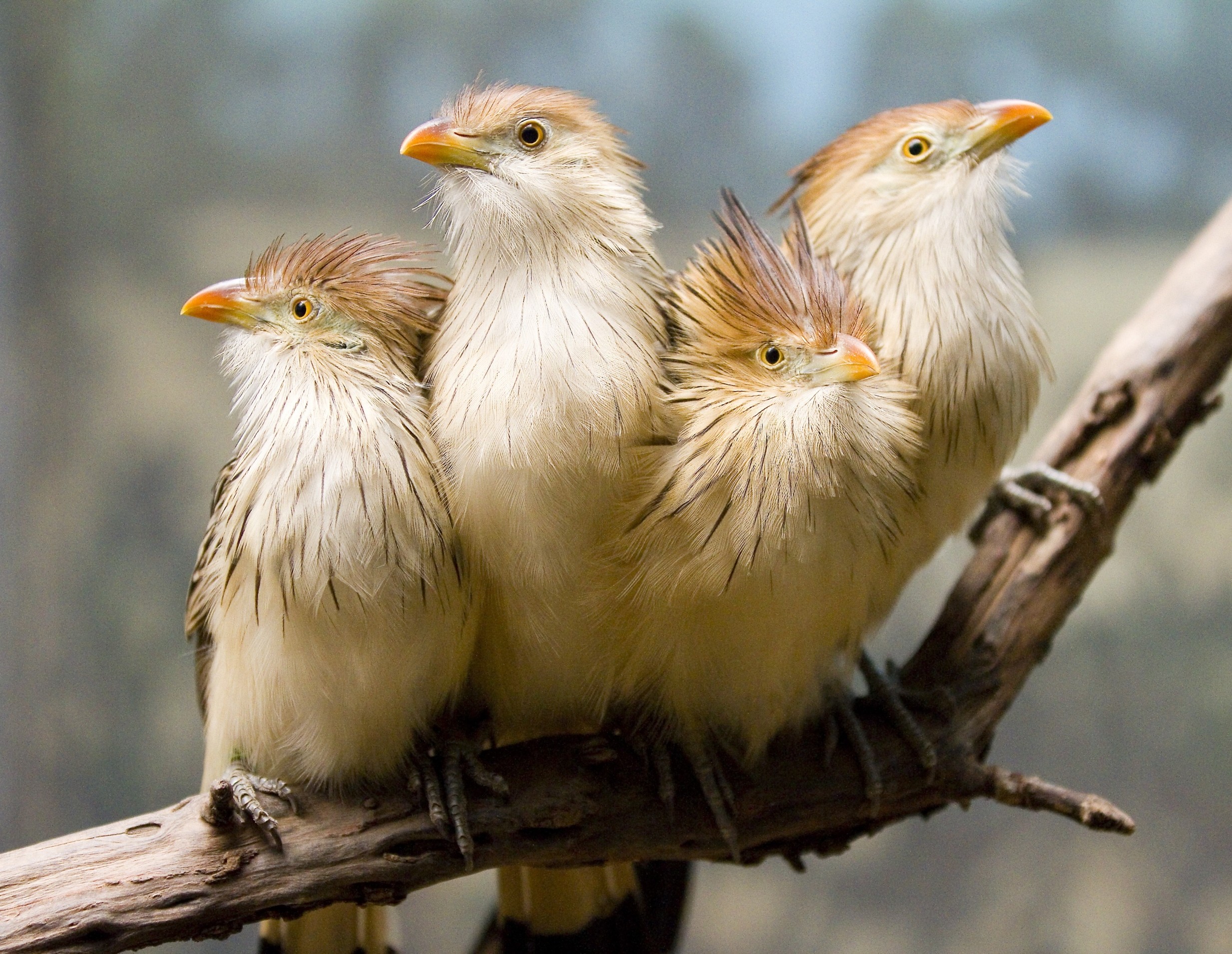Birds worldwide share the same warning call against nest invaders ...