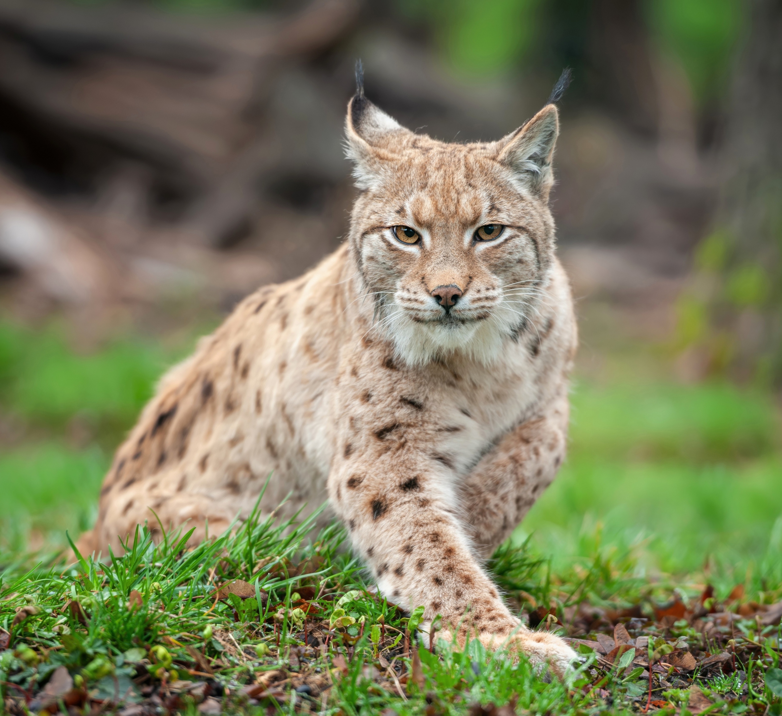 World Animal Day 2025: Save animals, save the planet - Earth.com