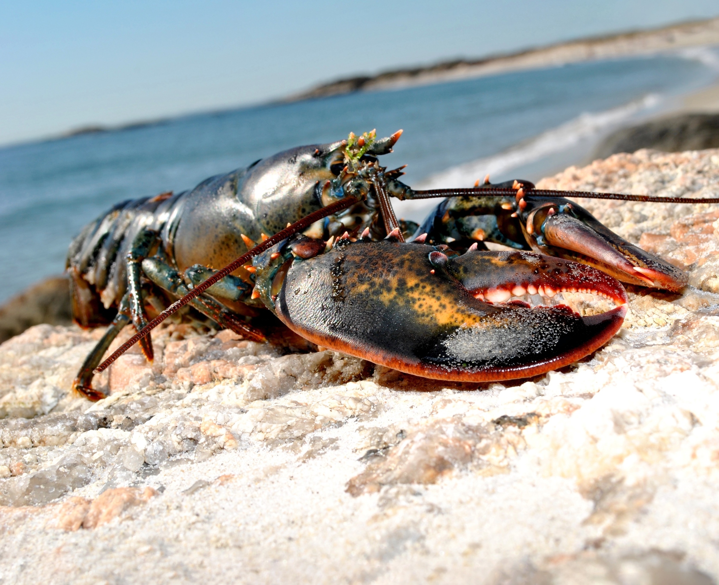 Lobsters face serious risks as oceans heat up - Earth.com