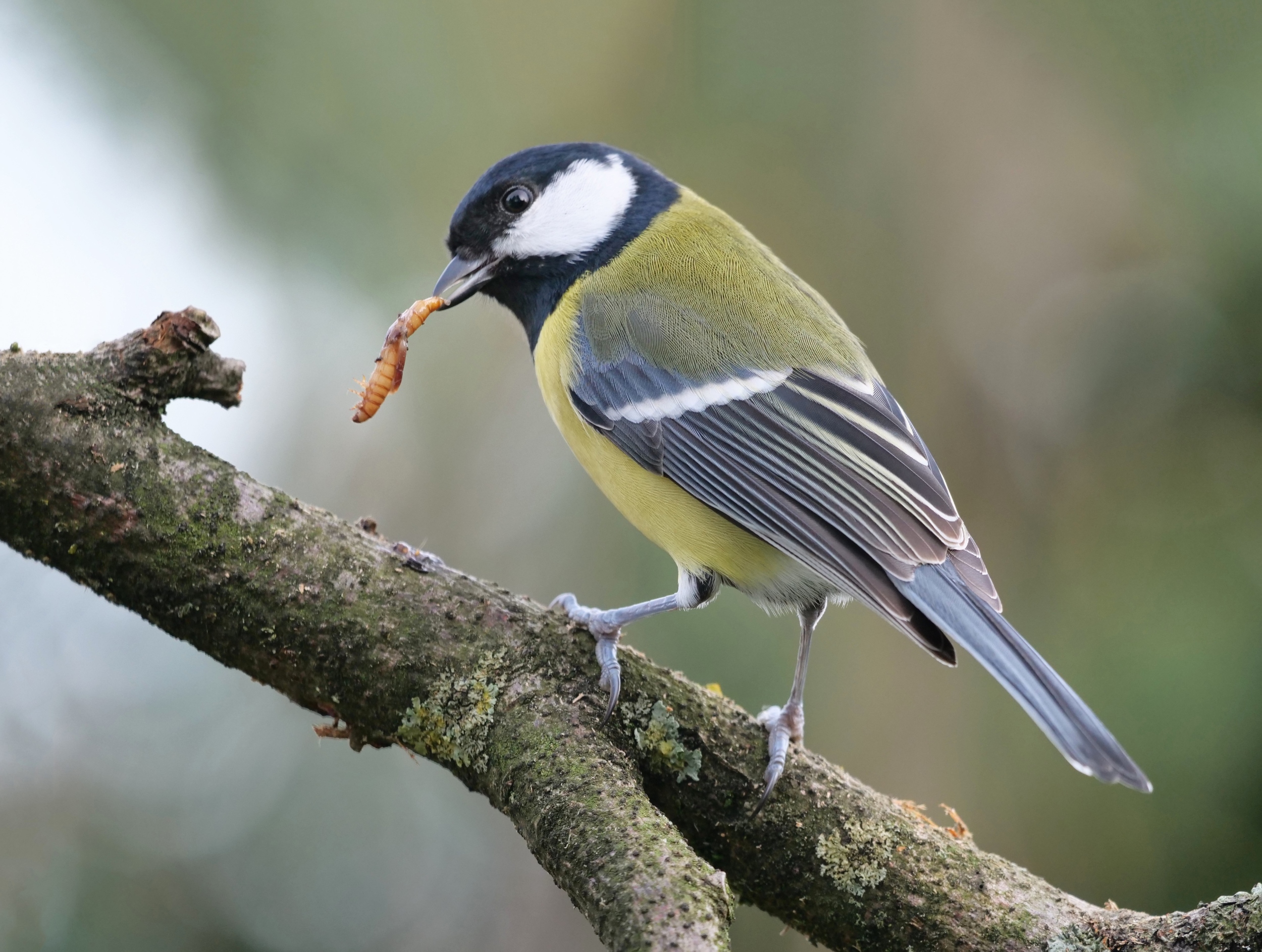 Global bird database could change how we protect species - Earth.com