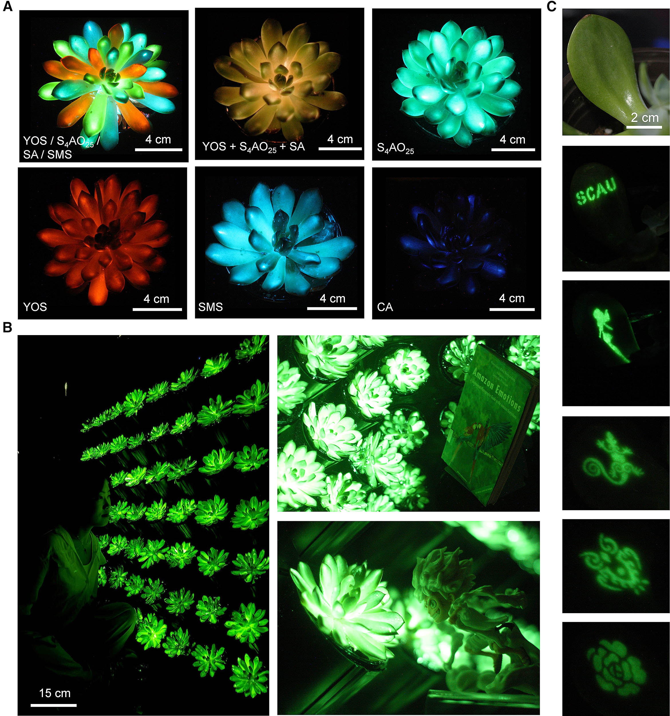Scientists create plants that glow brightly and "recharge" in minutes ...