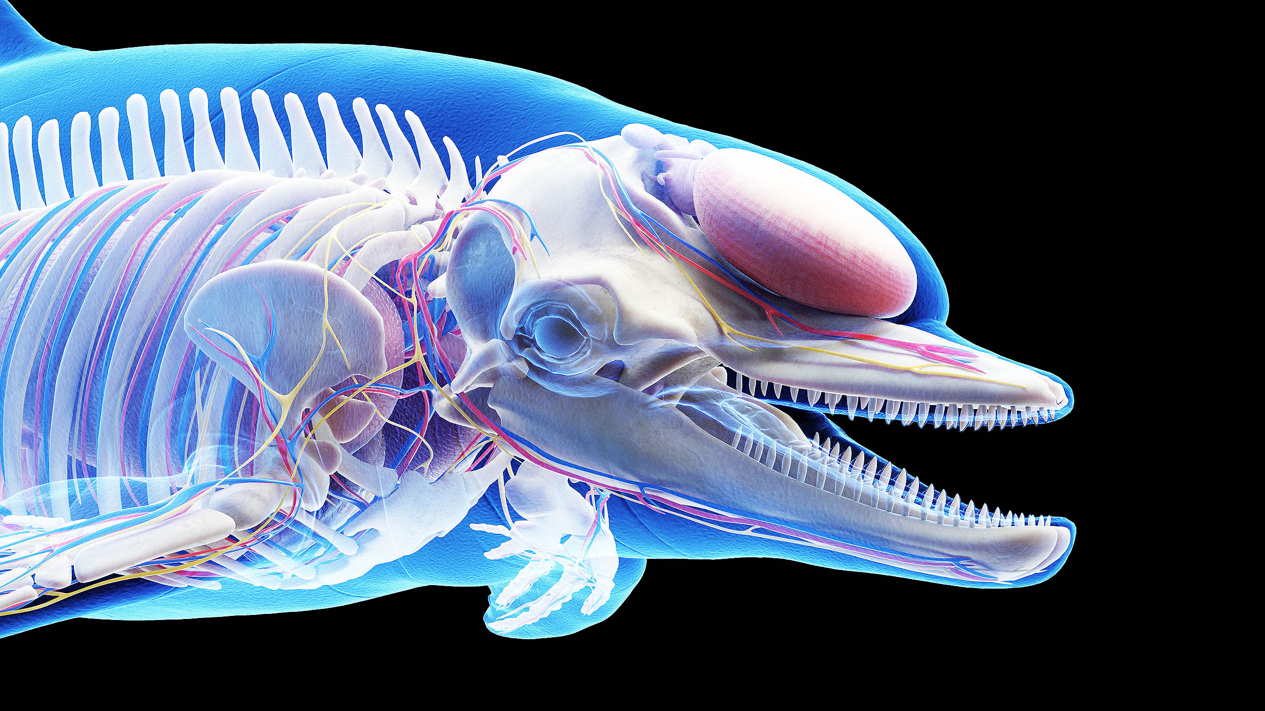 Dolphins are showing signs of Alzheimer's-like brain disease - Earth.com