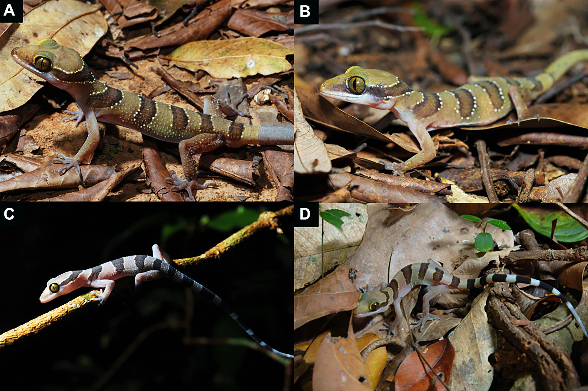 New species of gecko with curved fingers has been discovered - Earth.com