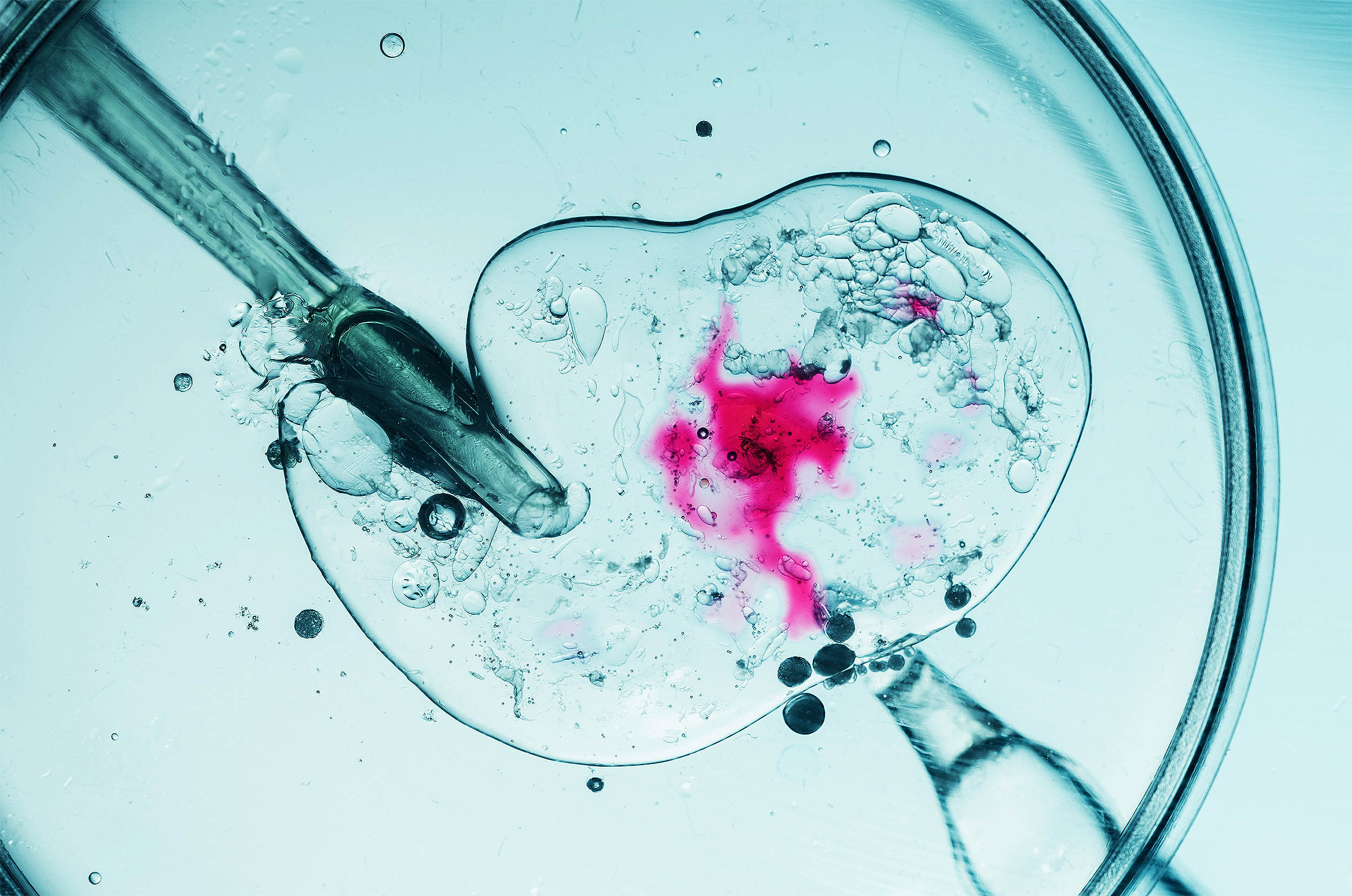 Human eggs made from skin cells in major infertility breakthrough ...