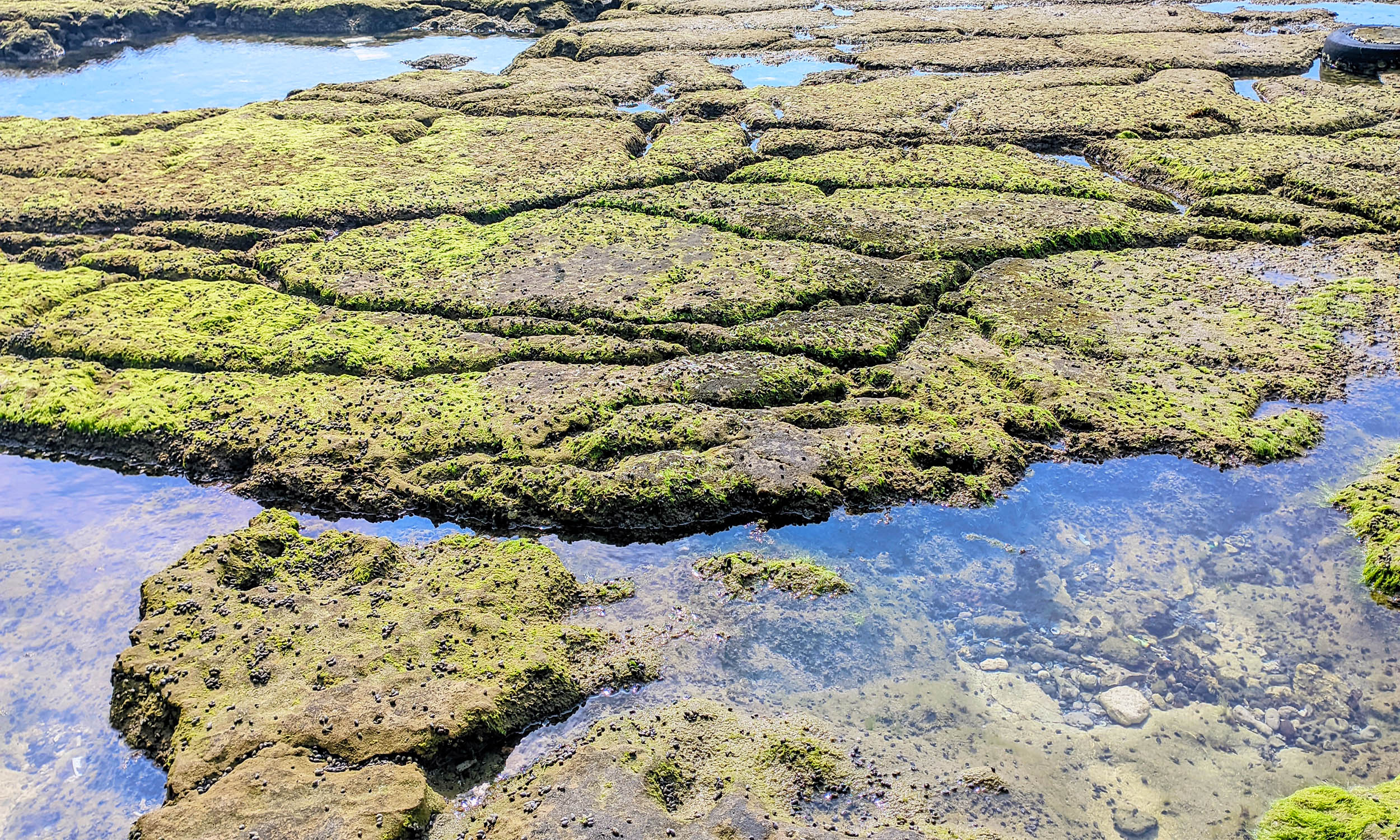 Ancient microbes wake up after 40,000 years in Arctic permafrost ...