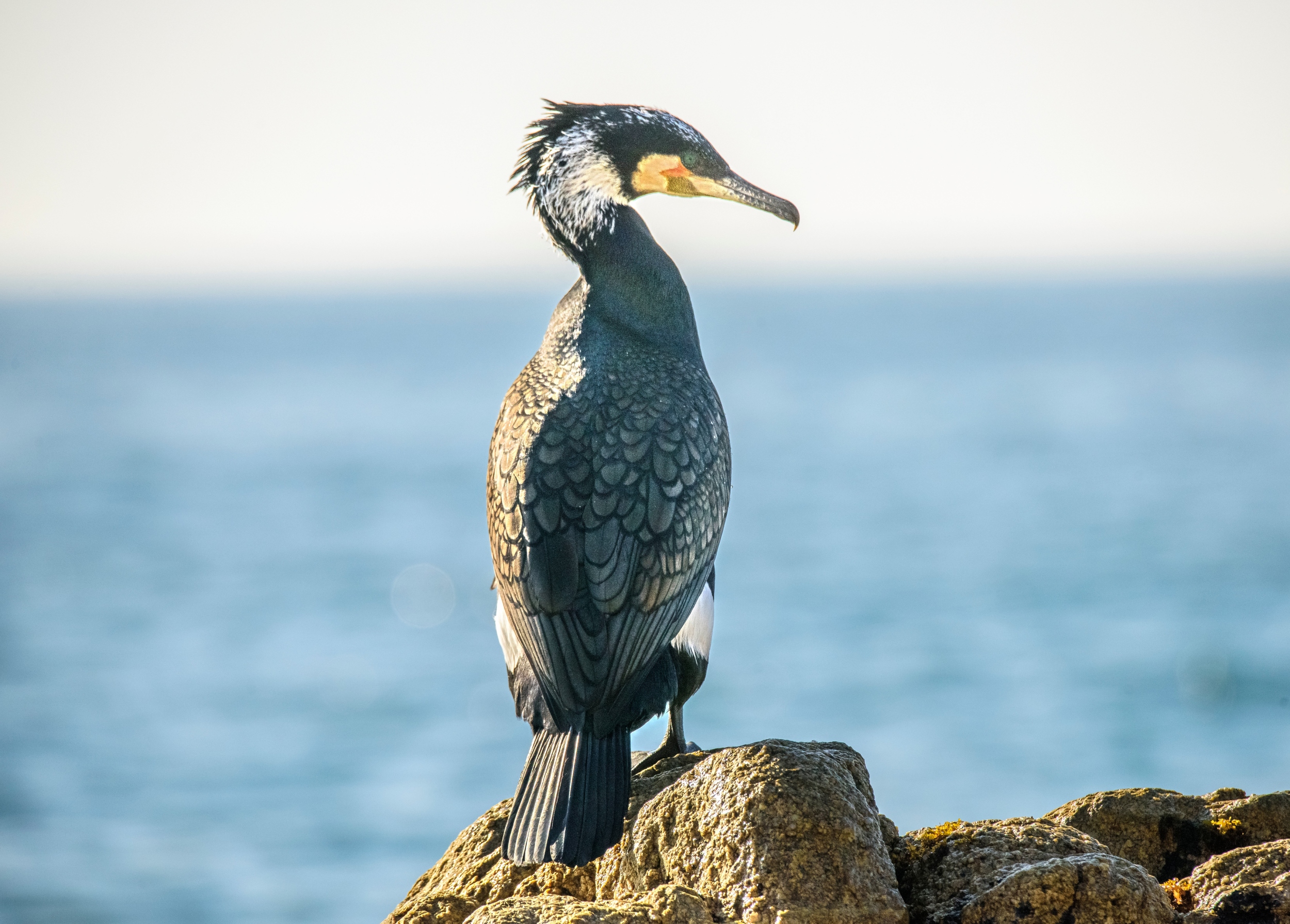 Bird population decline: Conservation goals are missing the mark ...