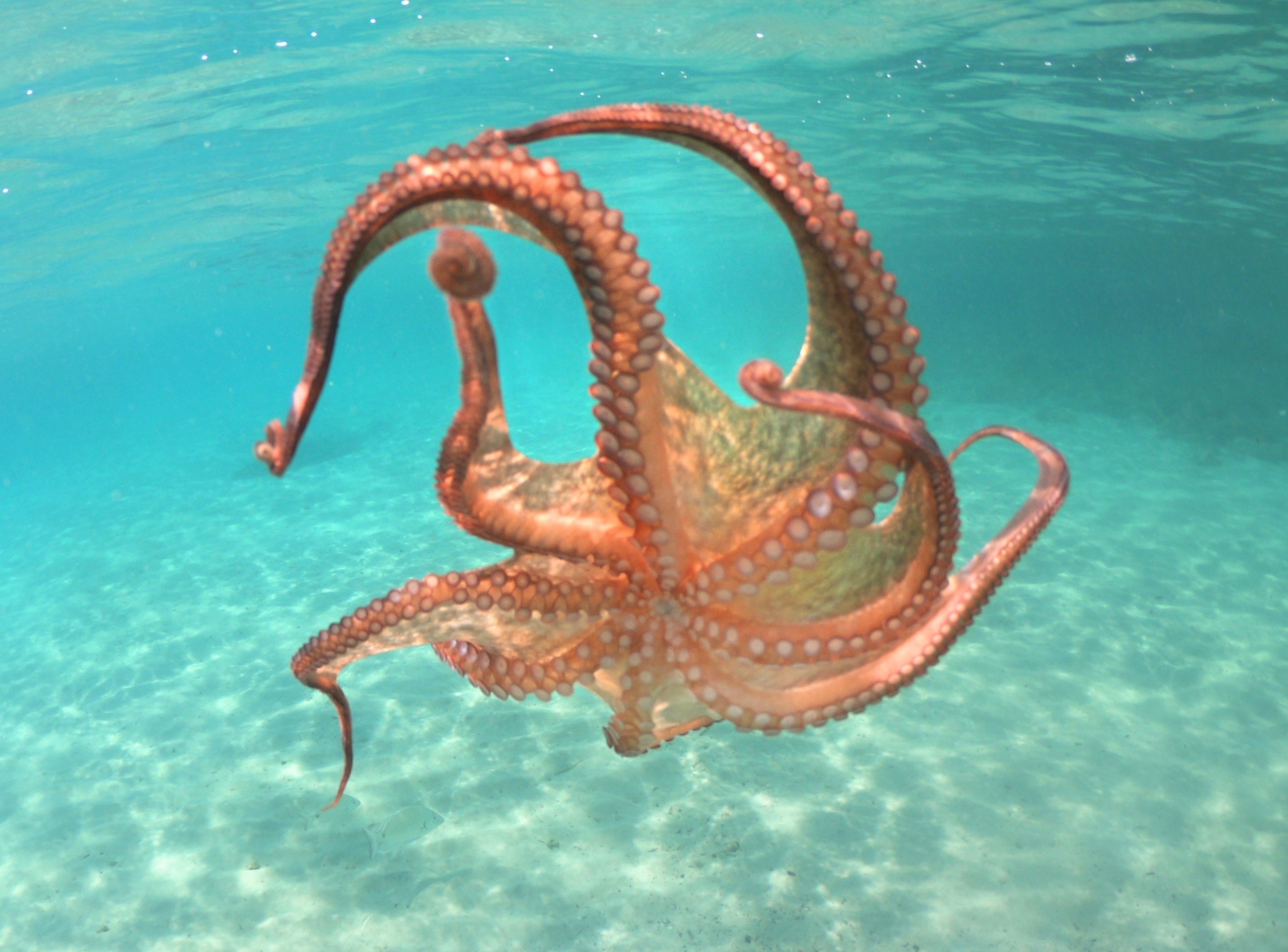 World Octopus Day: Redefining intelligence and inspiring innovation ...