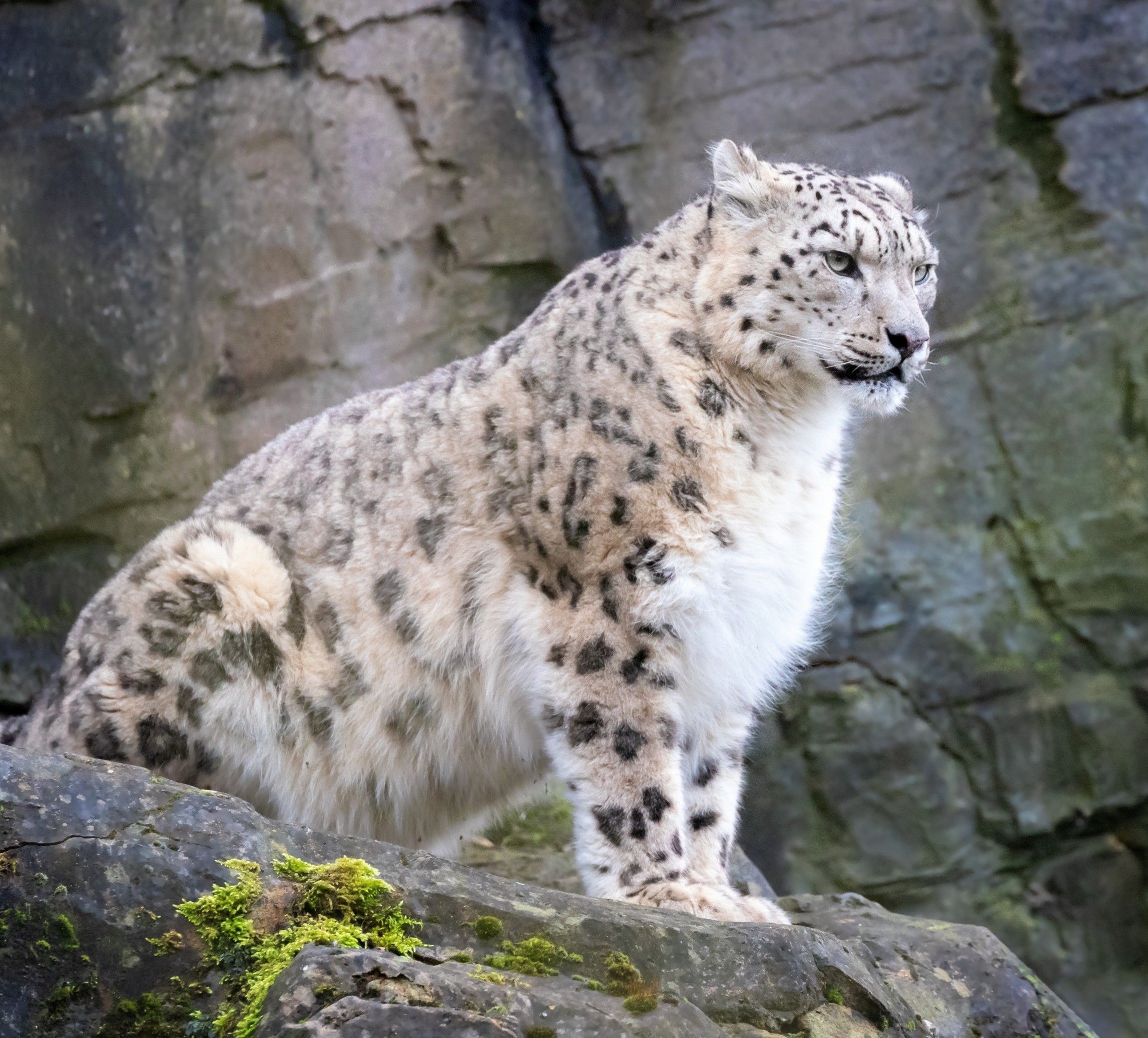 Snow leopards may vanish as warming hits mountain habitats - Earth.com