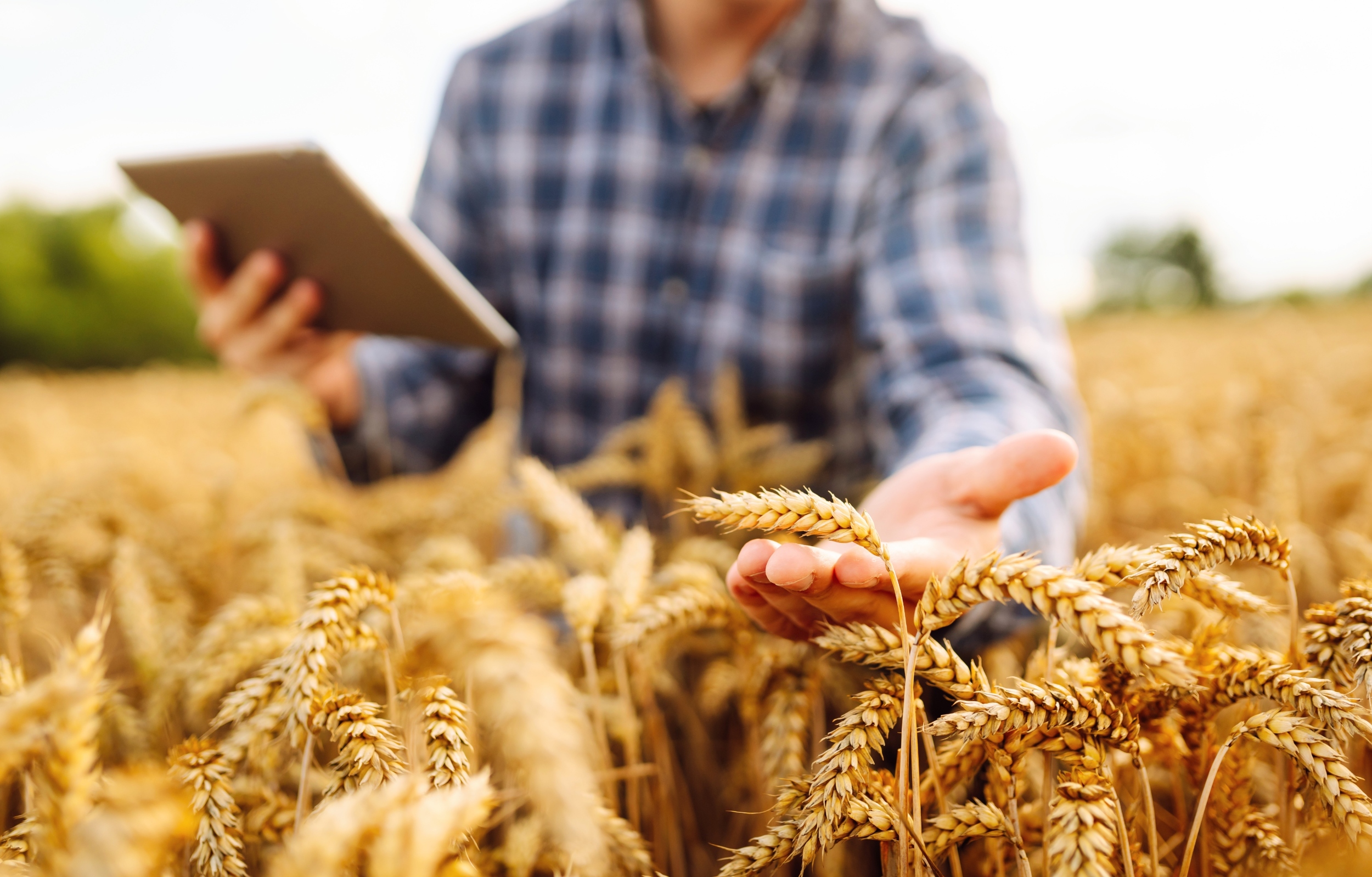 Wheat gene map shows how plants survive heat and drought - Earth.com
