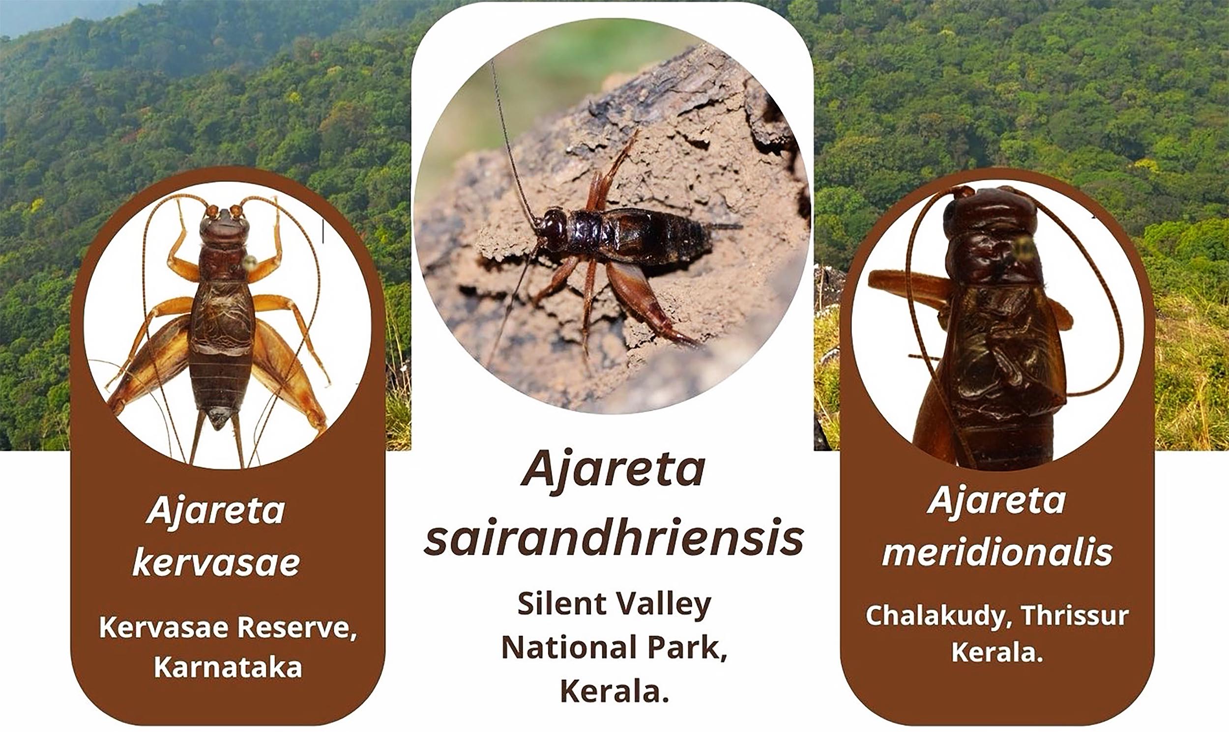 New cricket species challenges beliefs about tropical ecosystems ...