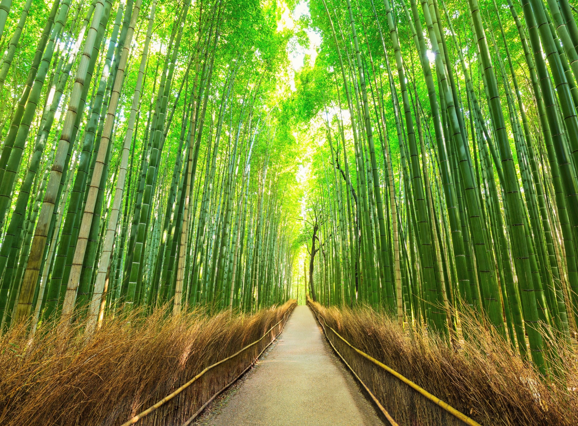 Bamboo plastic is strong, moldable, and vanishes in soil - Earth.com