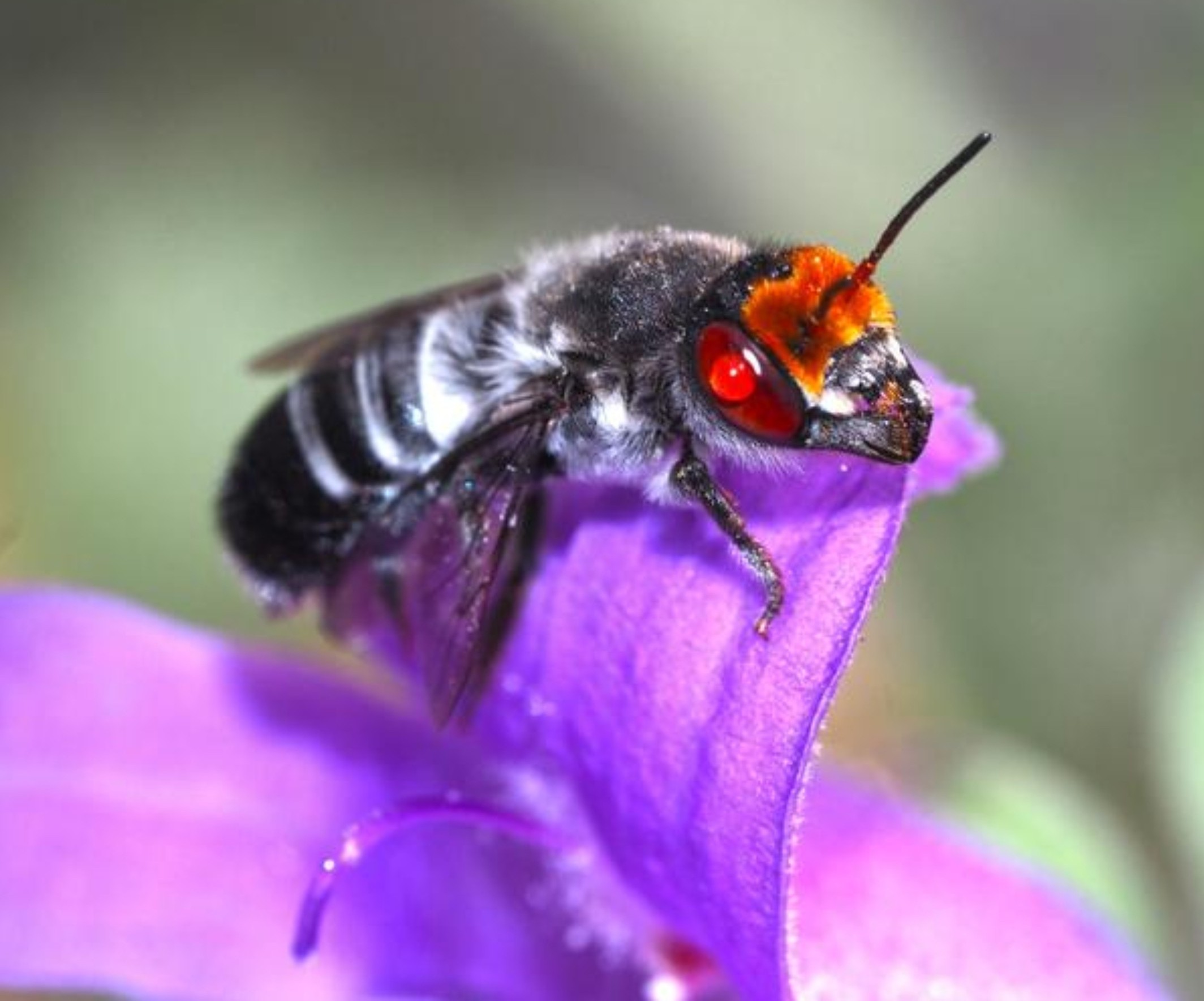 Fires don't affect all bees the same way - Earth.com