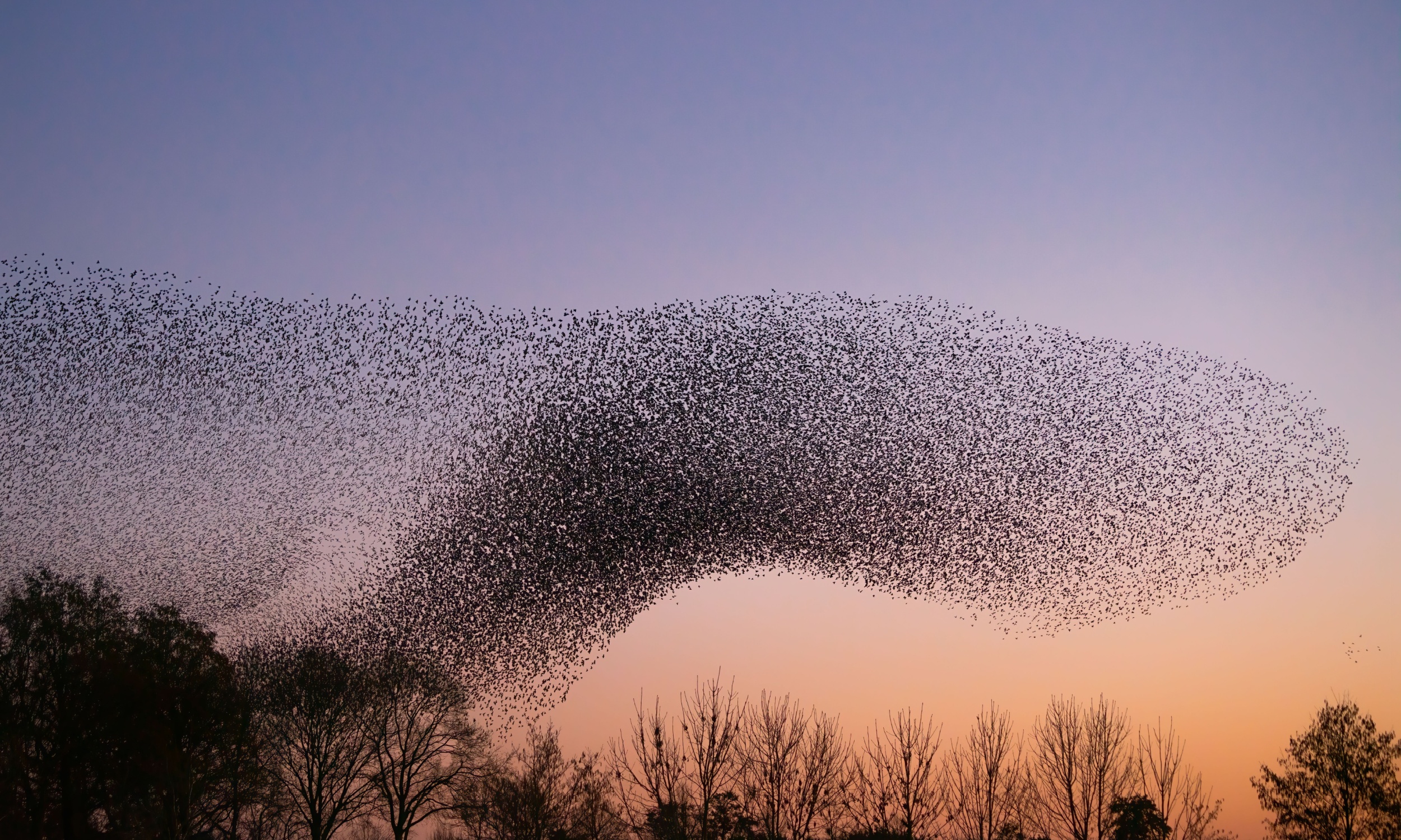 Animals use invisible light layers in the sky for navigation - Earth.com