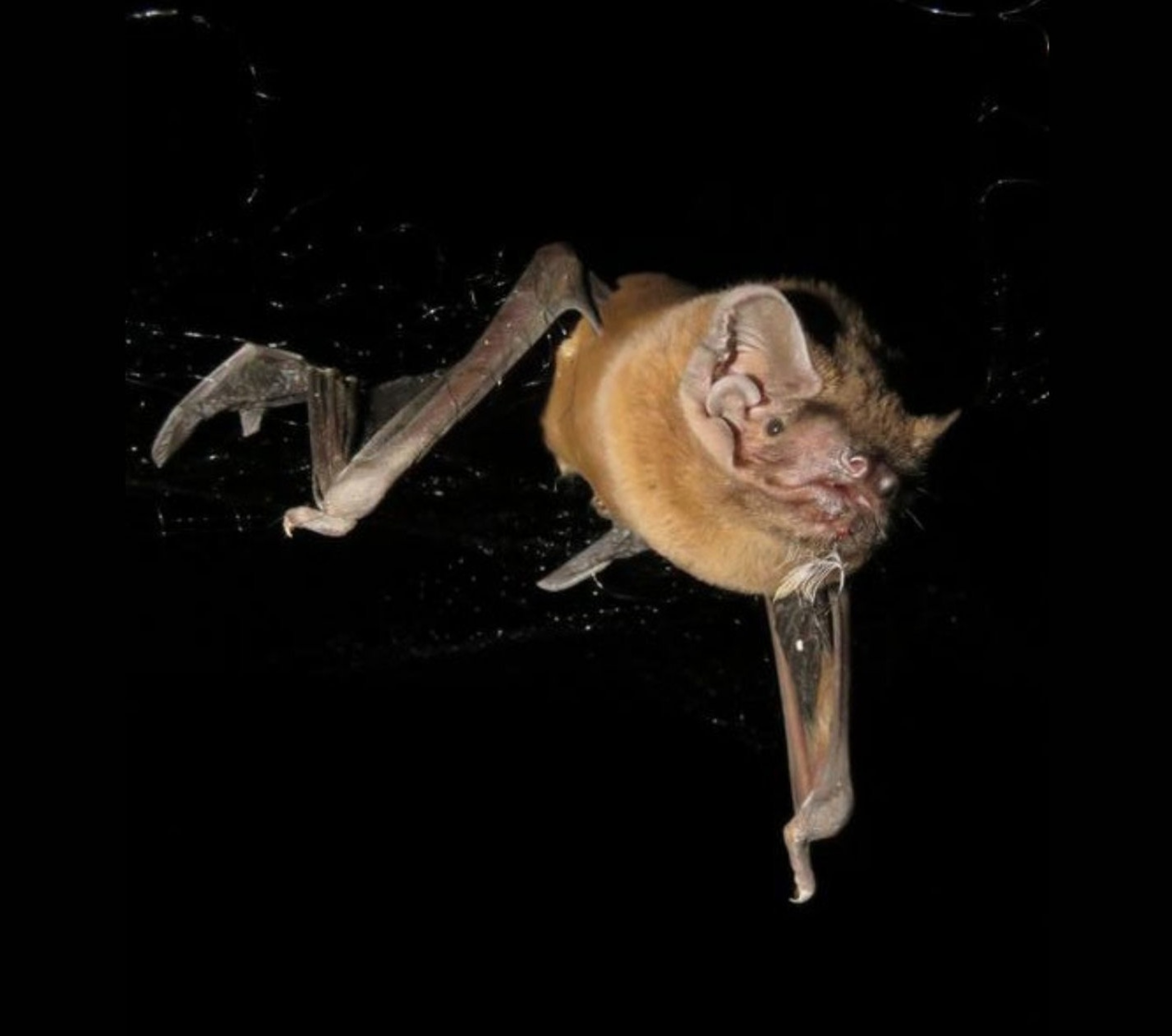 Giant bat catches and eats birds midflight - Earth.com