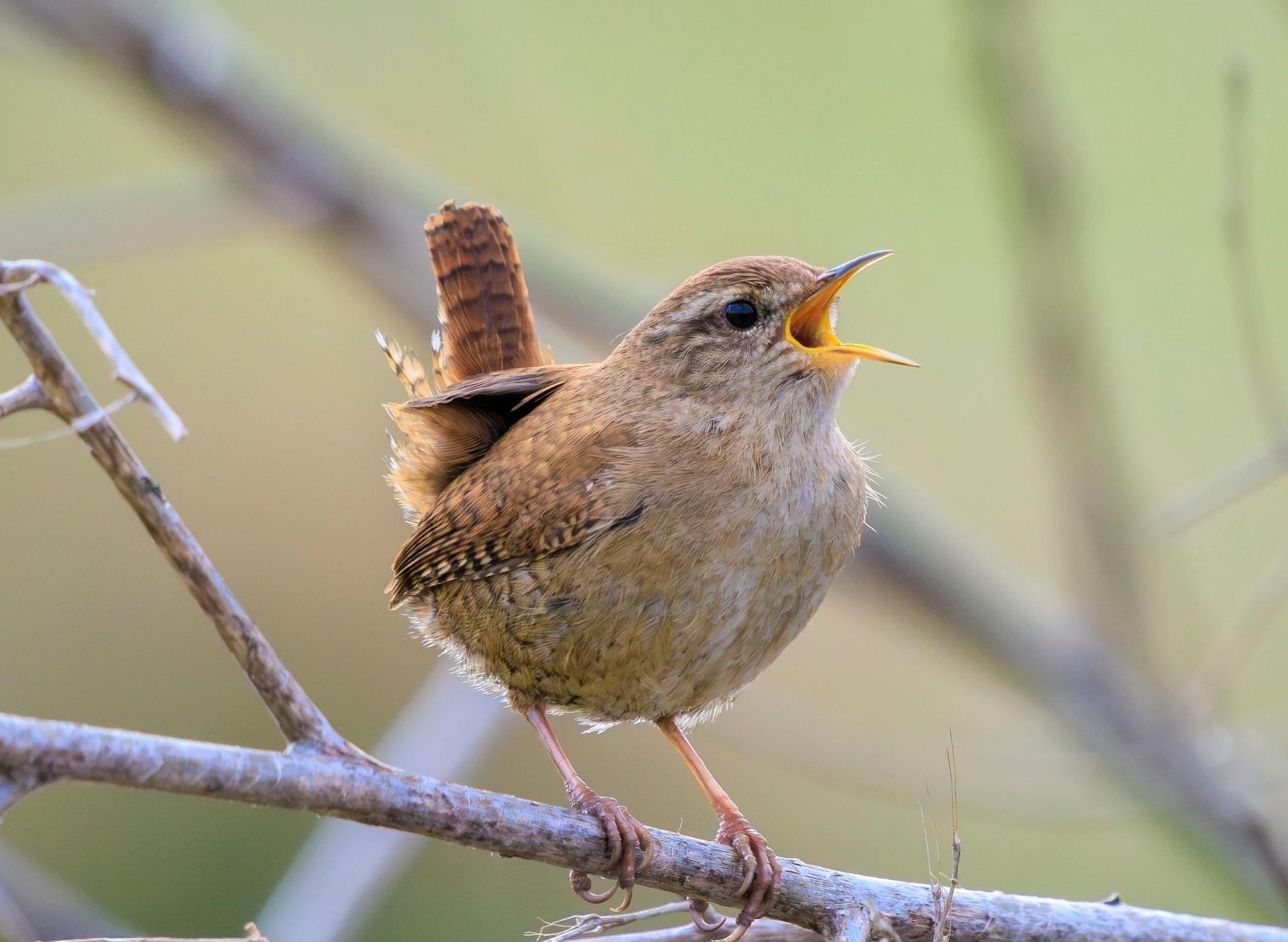 Solar eclipse reveals that darkness resets birds’ biological clocks ...