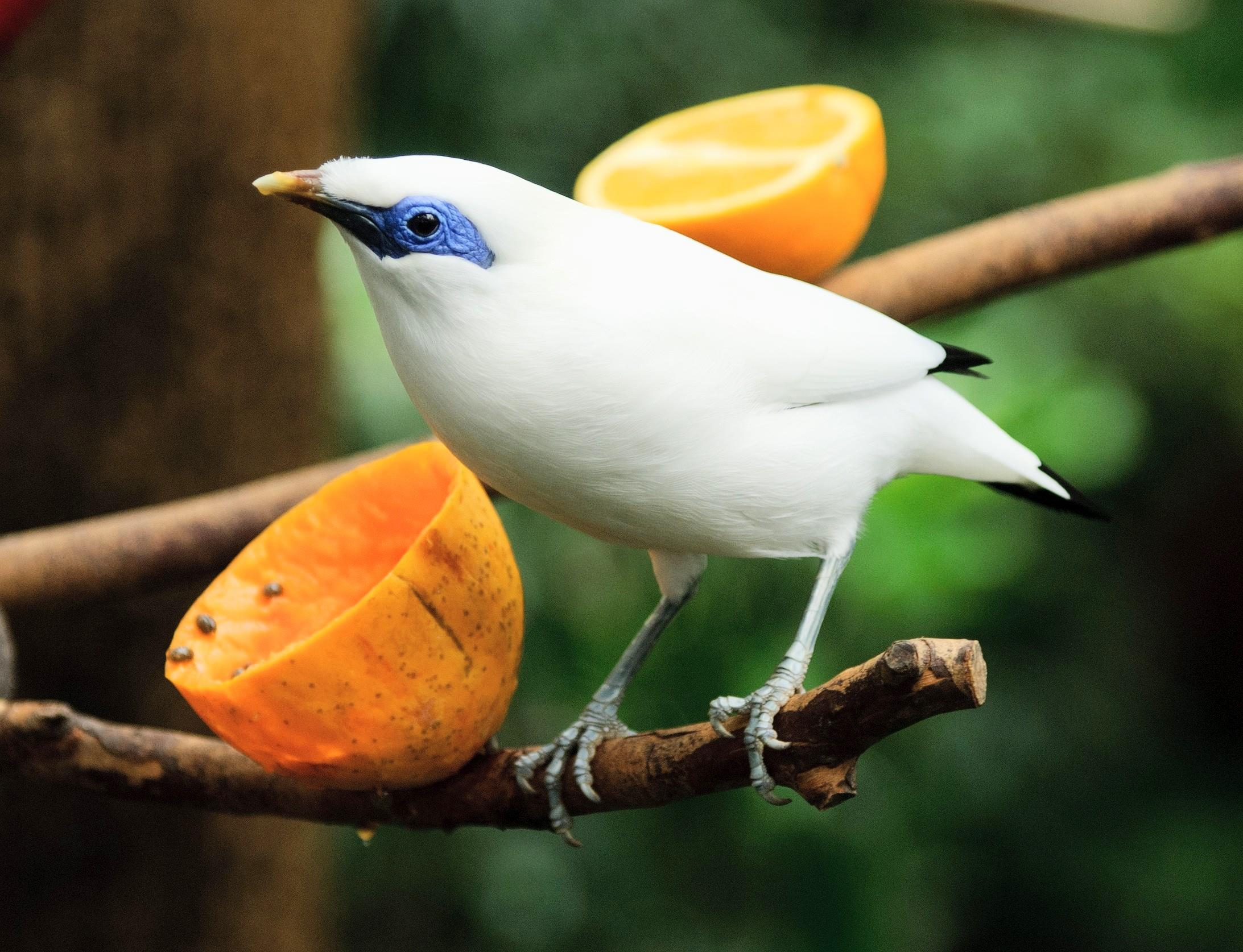 Seeds of change: How invasive animals are replanting islands - Earth.com