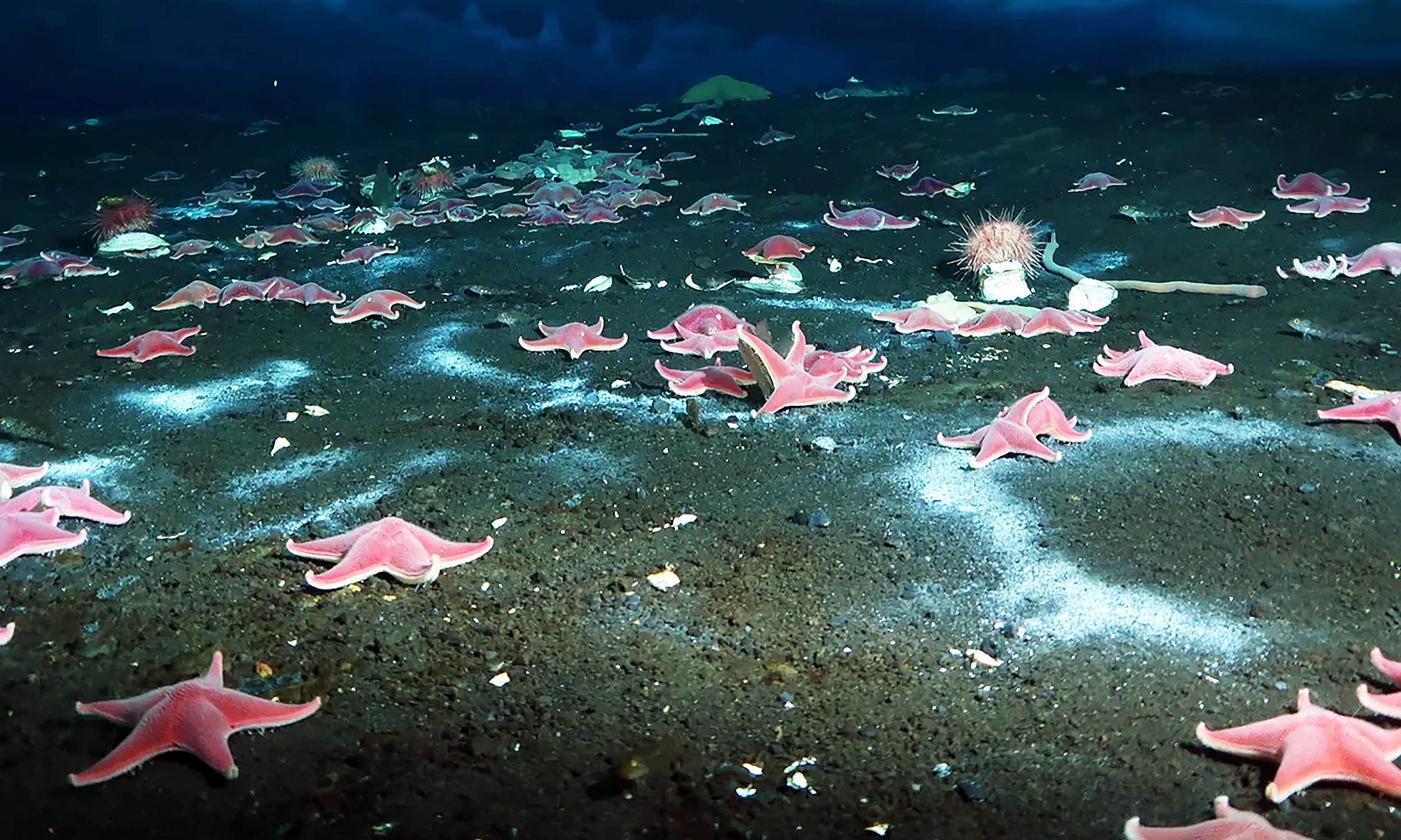 Antarctic seabed discovery of "seeps" has scientists very alarmed ...