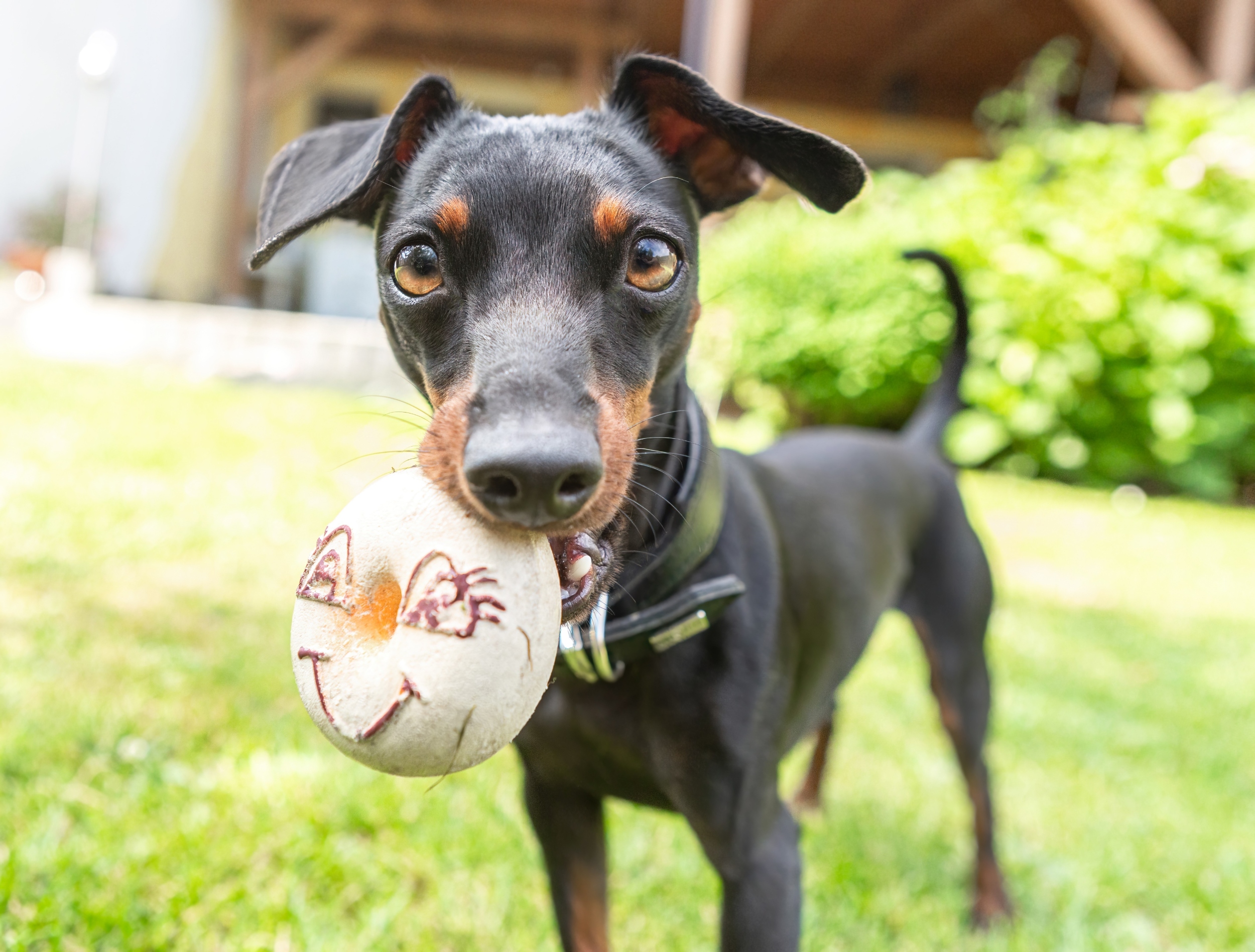 Addicted to toys: Why some dogs literally can’t stop playing - Earth.com
