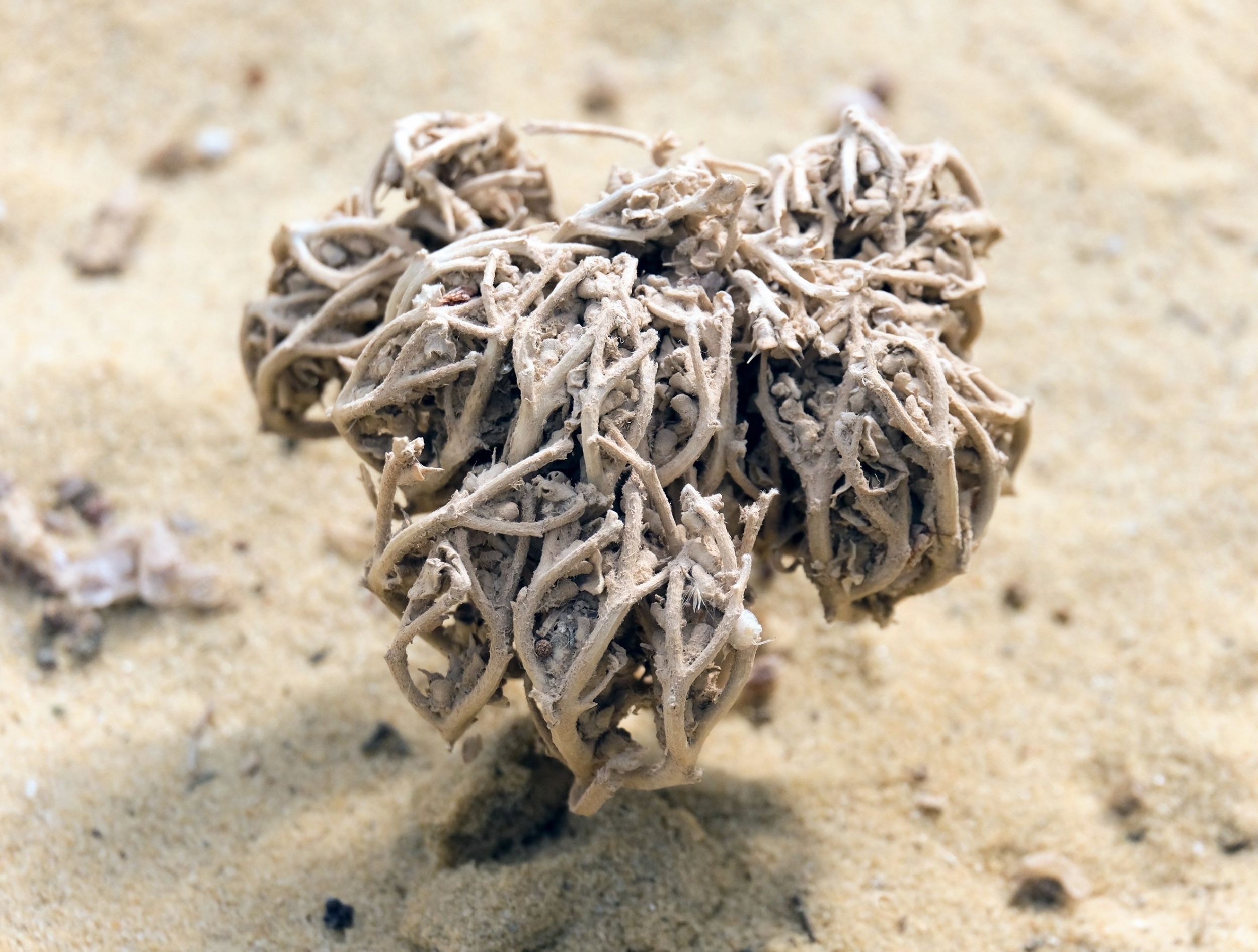 Some proteins can survive without water - and now we know how - Earth.com