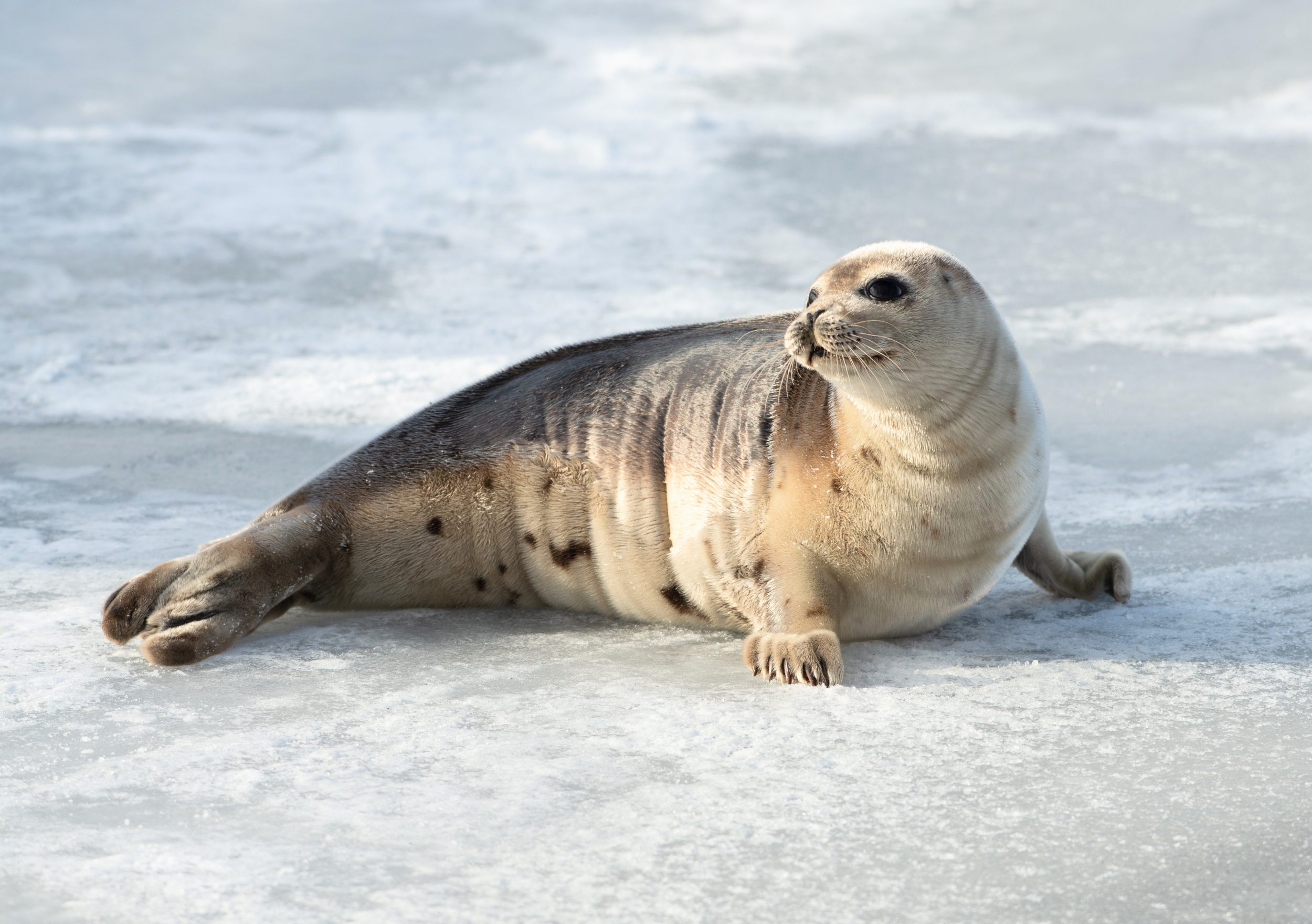 Artic Seal Websites Antarctic Seals List: Pictures, Facts