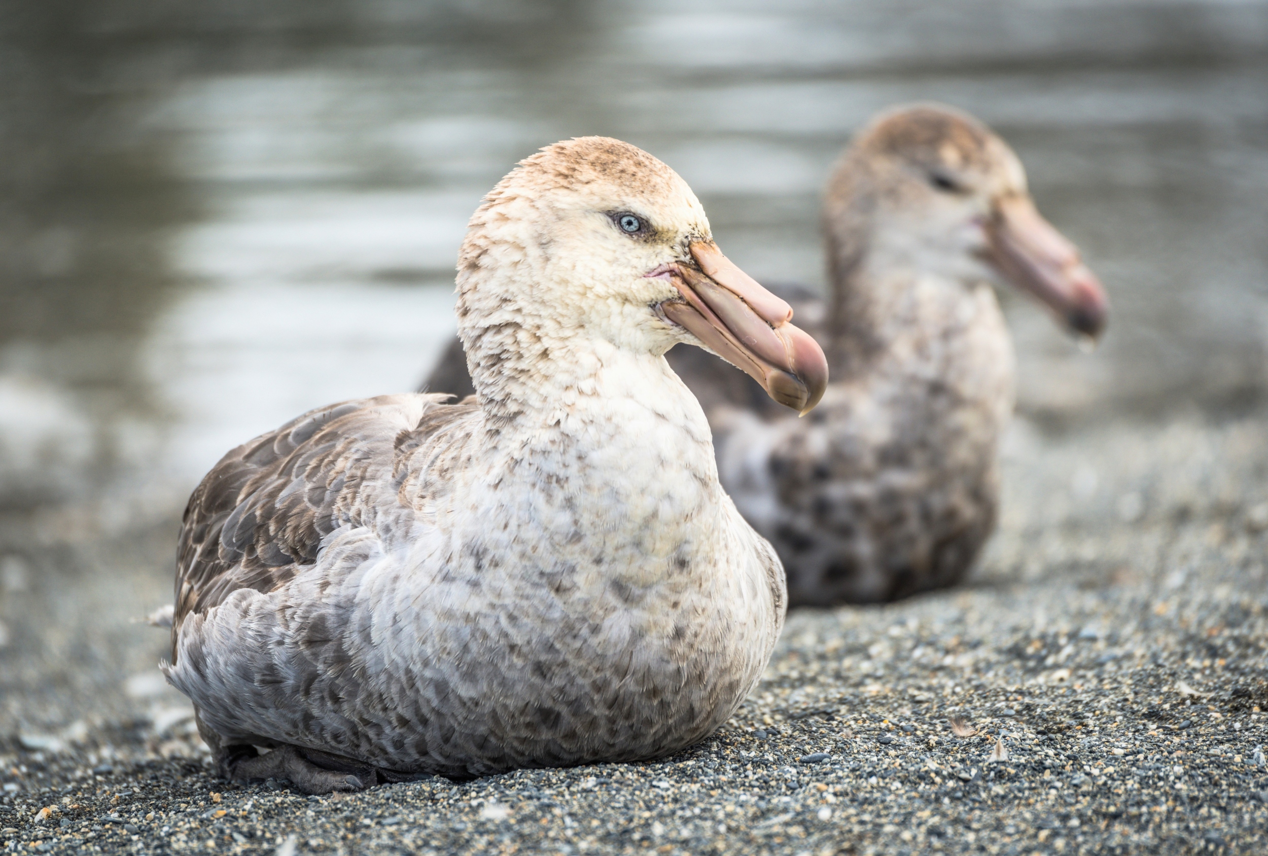 Antarctic seabirds use teamwork to survive in a frozen desert - Earth.com