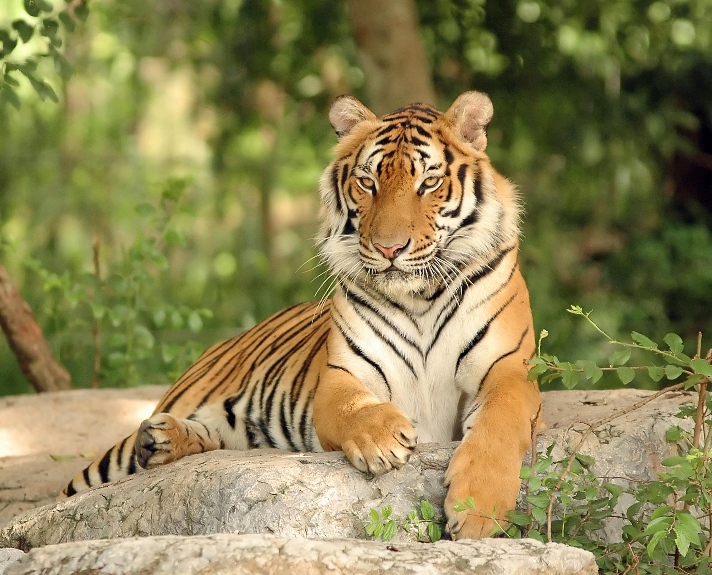 Tigers were saved from collapse, but their recovery has now stalled ...