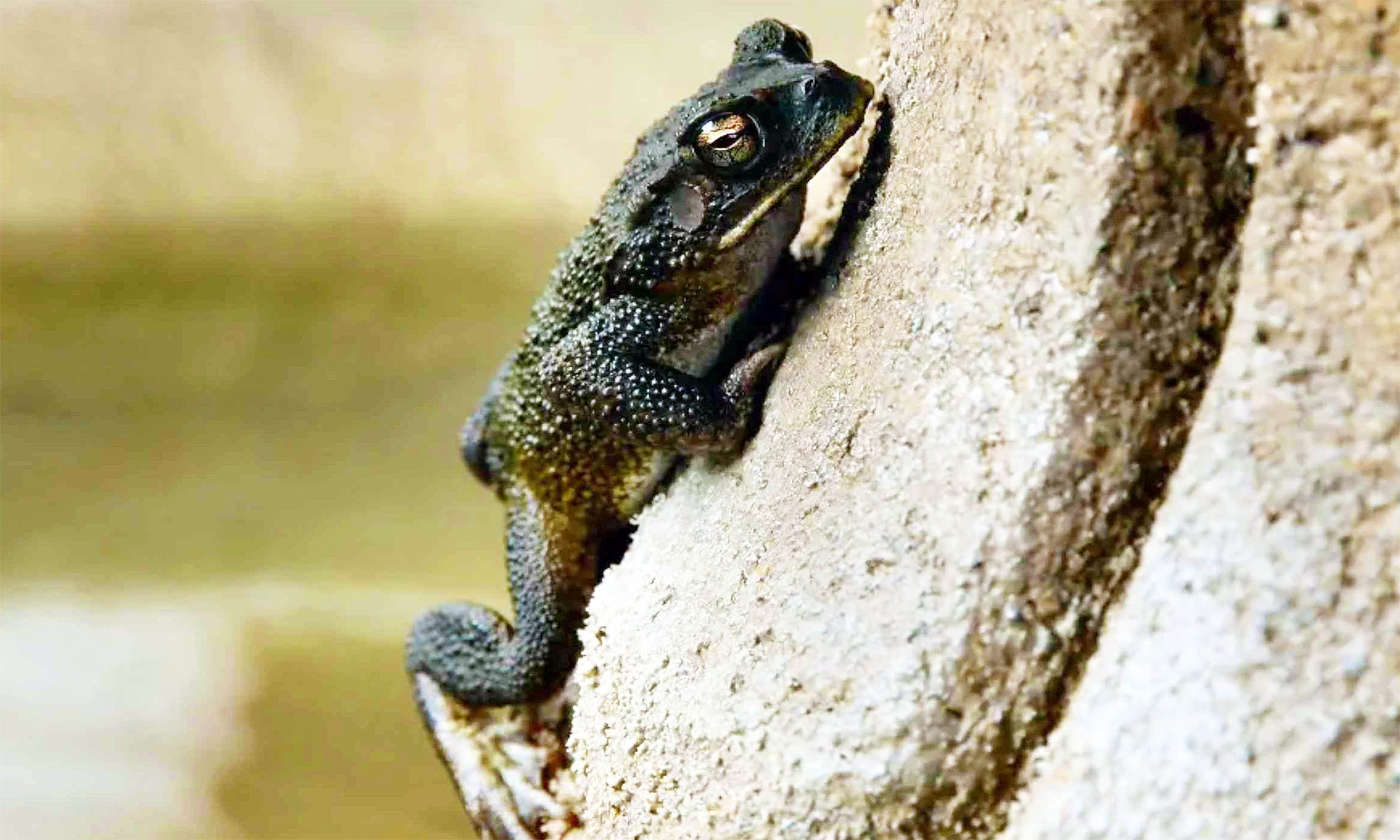 Story behind the frogs that turned black to survive Chernobyl - Earth.com