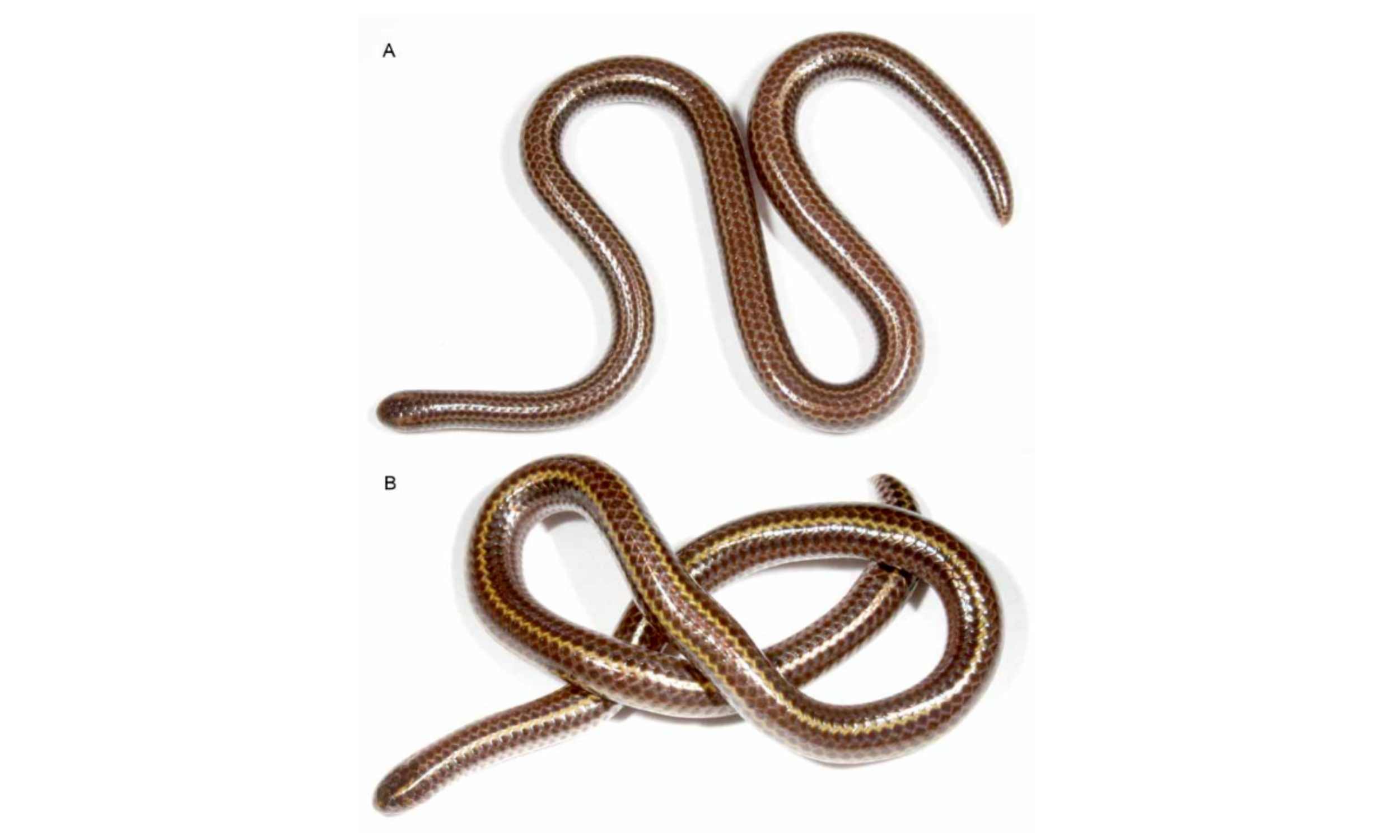 World's smallest threadsnake has been rediscovered after 20 years ...